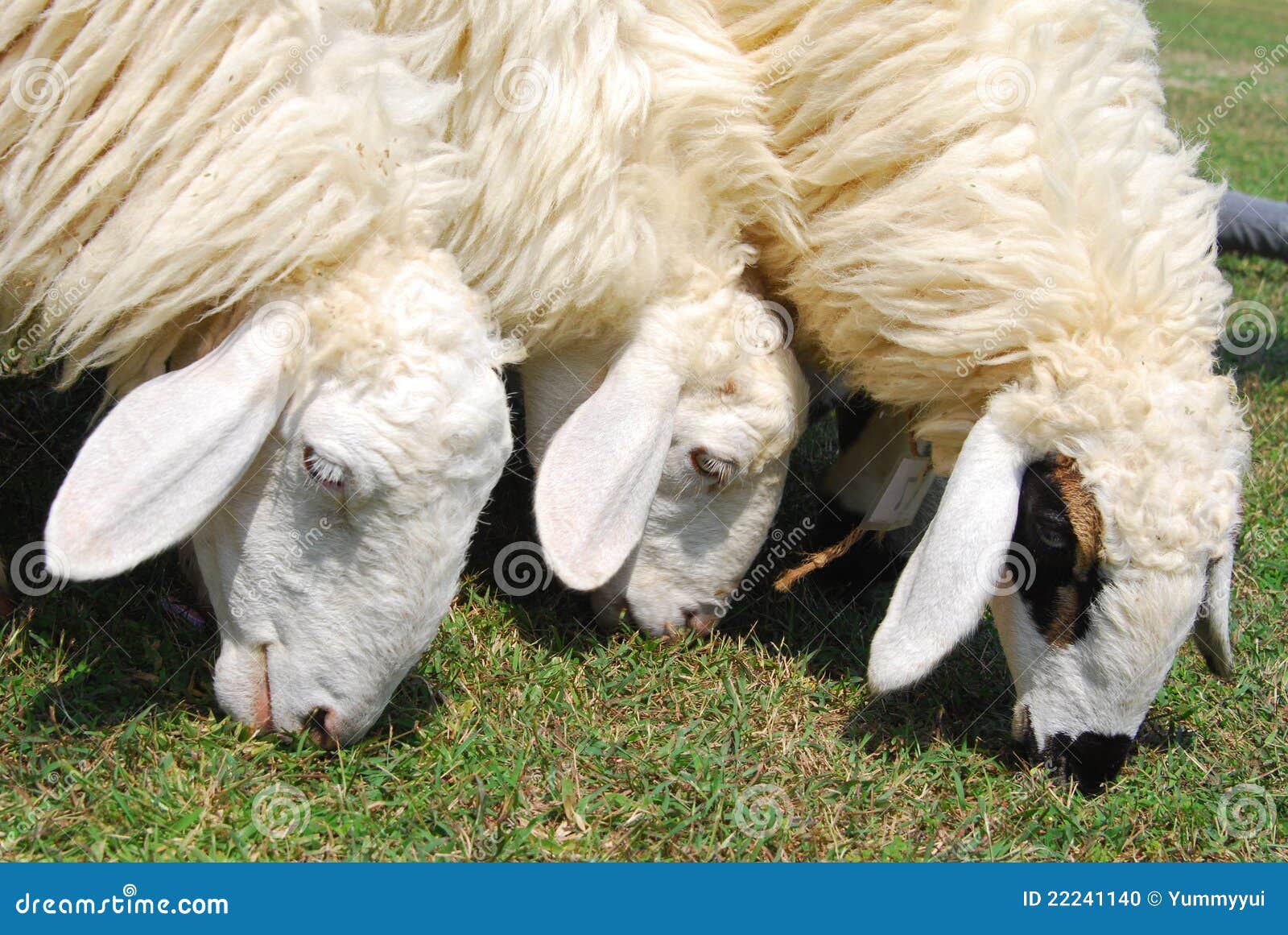 Sheep stock photo. Image of farm, friendly, mammal, baby - 22241140