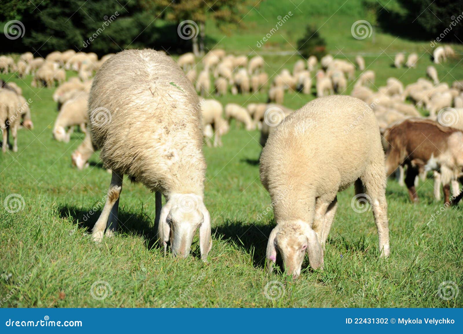 Sheep stock photo. Image of young, sheep, grass, herd - 22431302