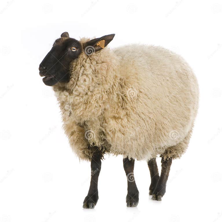 Sheep stock photo. Image of cattle, farm, shoot, animals - 2333296