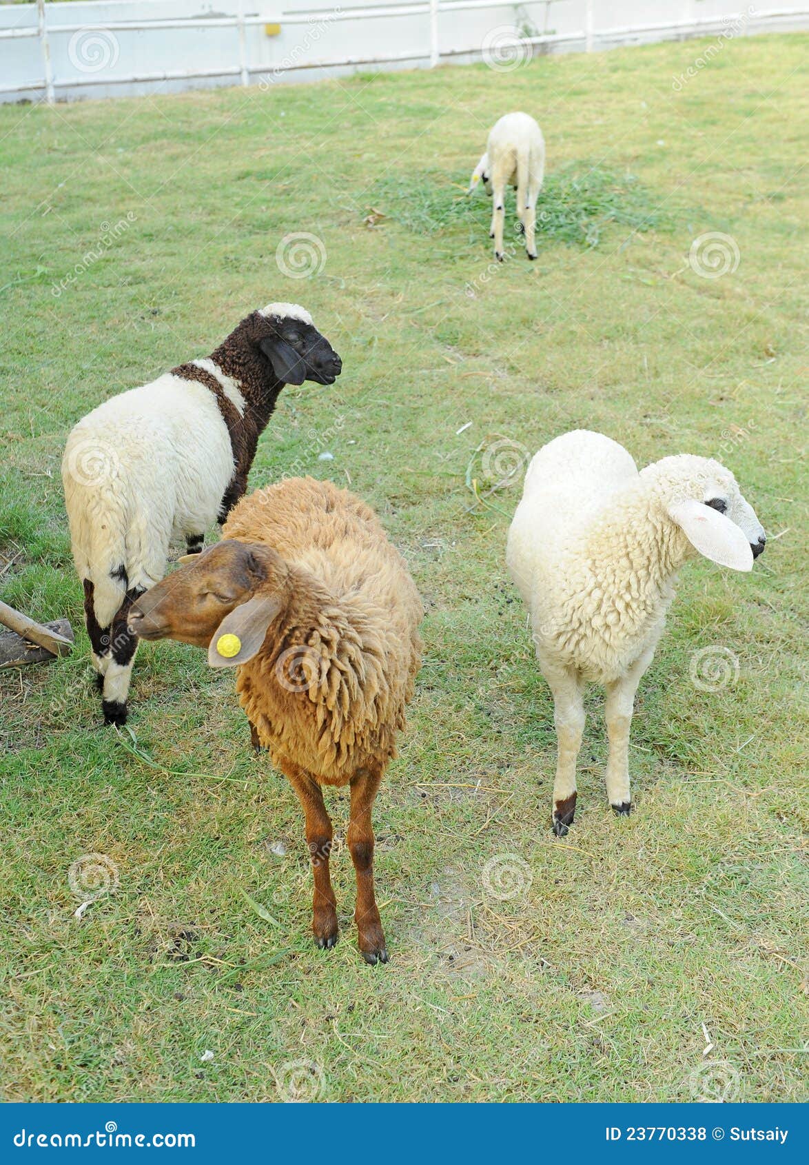 Sheep stock photo. Image of countryside, born, affectionate - 23770338
