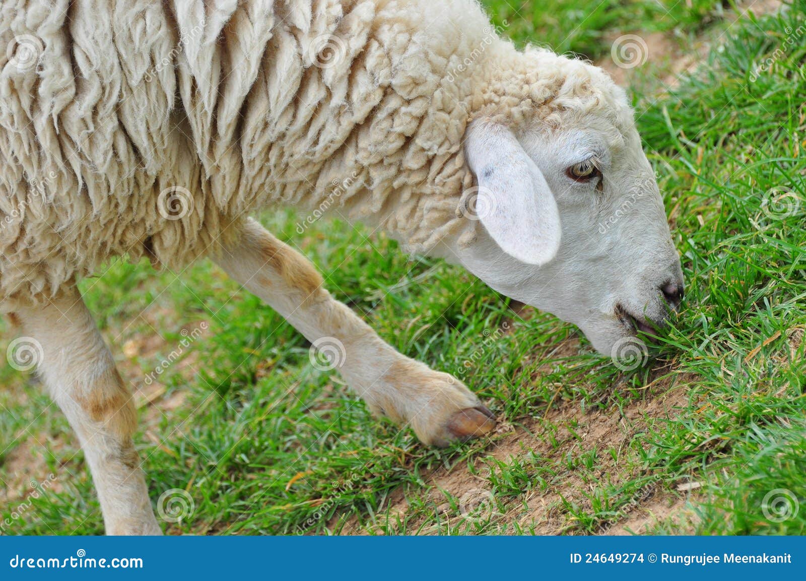 Sheep stock photo. Image of nature, holiday, natural - 24649274