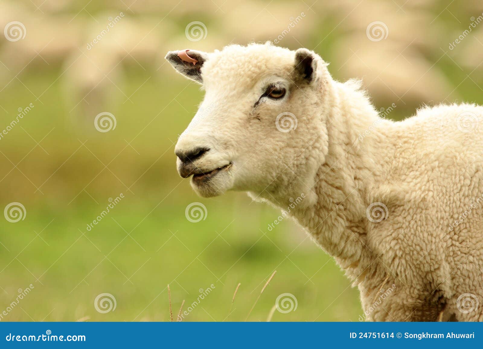 Sheep With Open Mouth