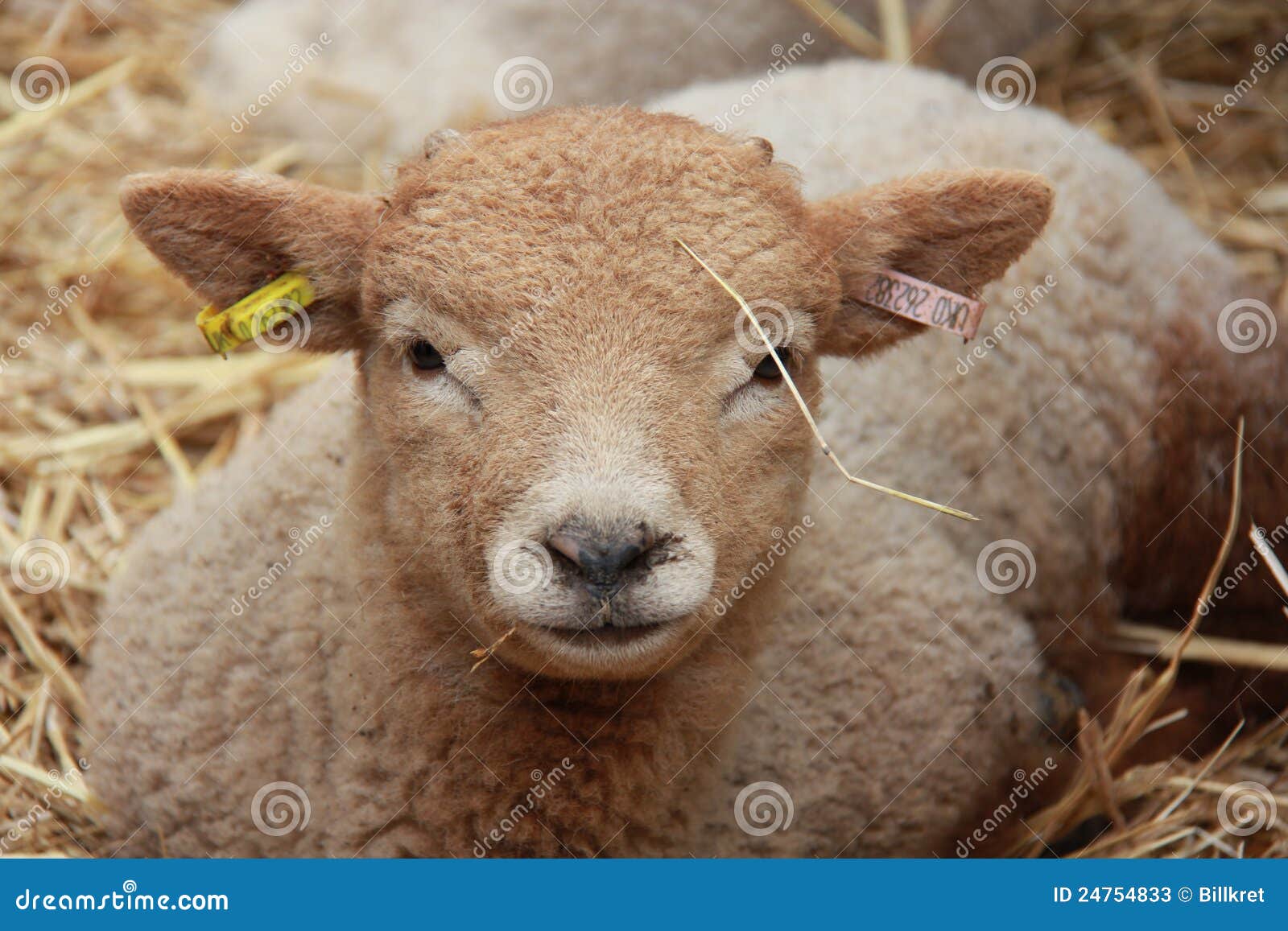Sheep stock image. Image of livestock, innocent, mammal - 24754833