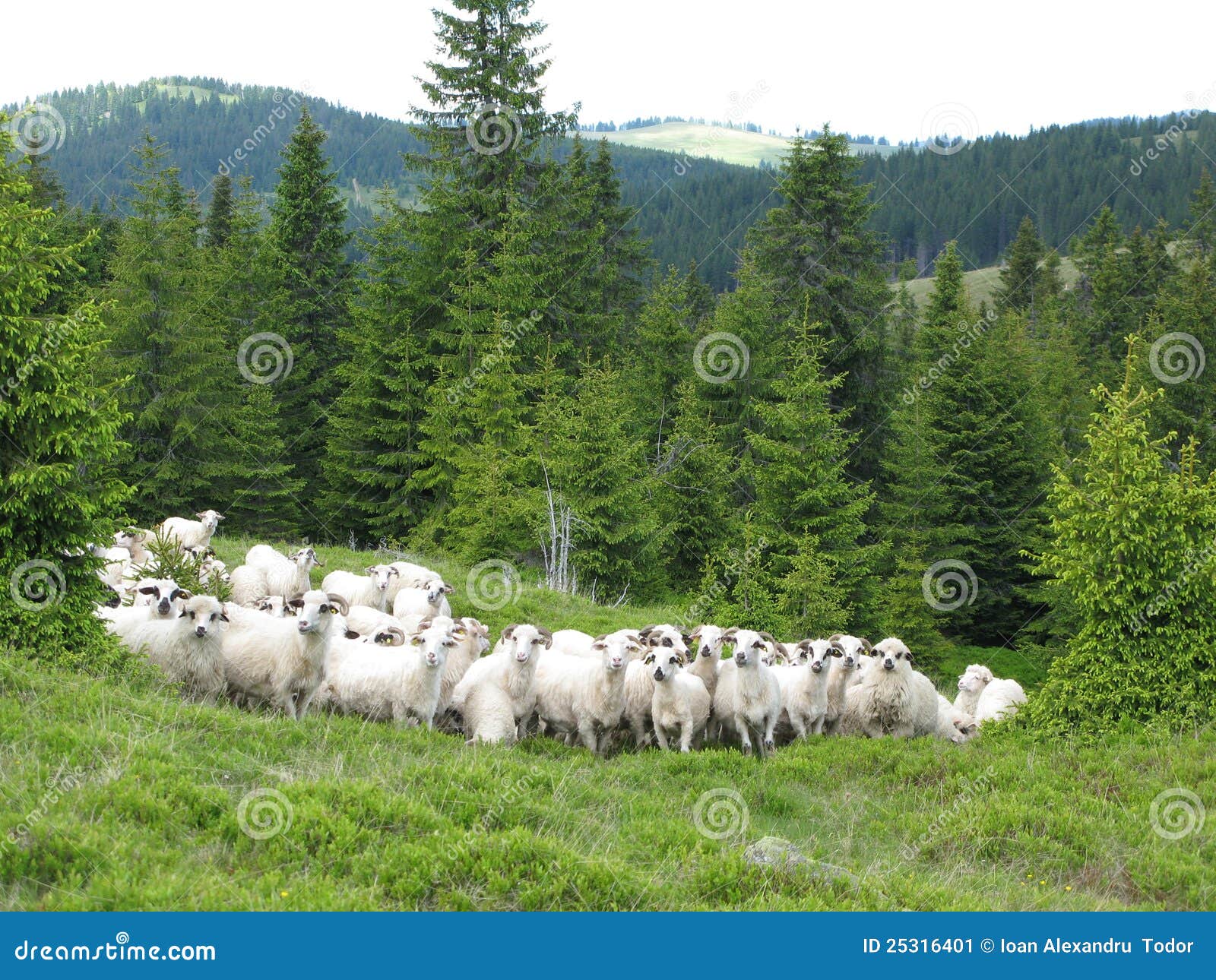 Sheep stock image. Image of green, romania, sheep, grass - 25316401