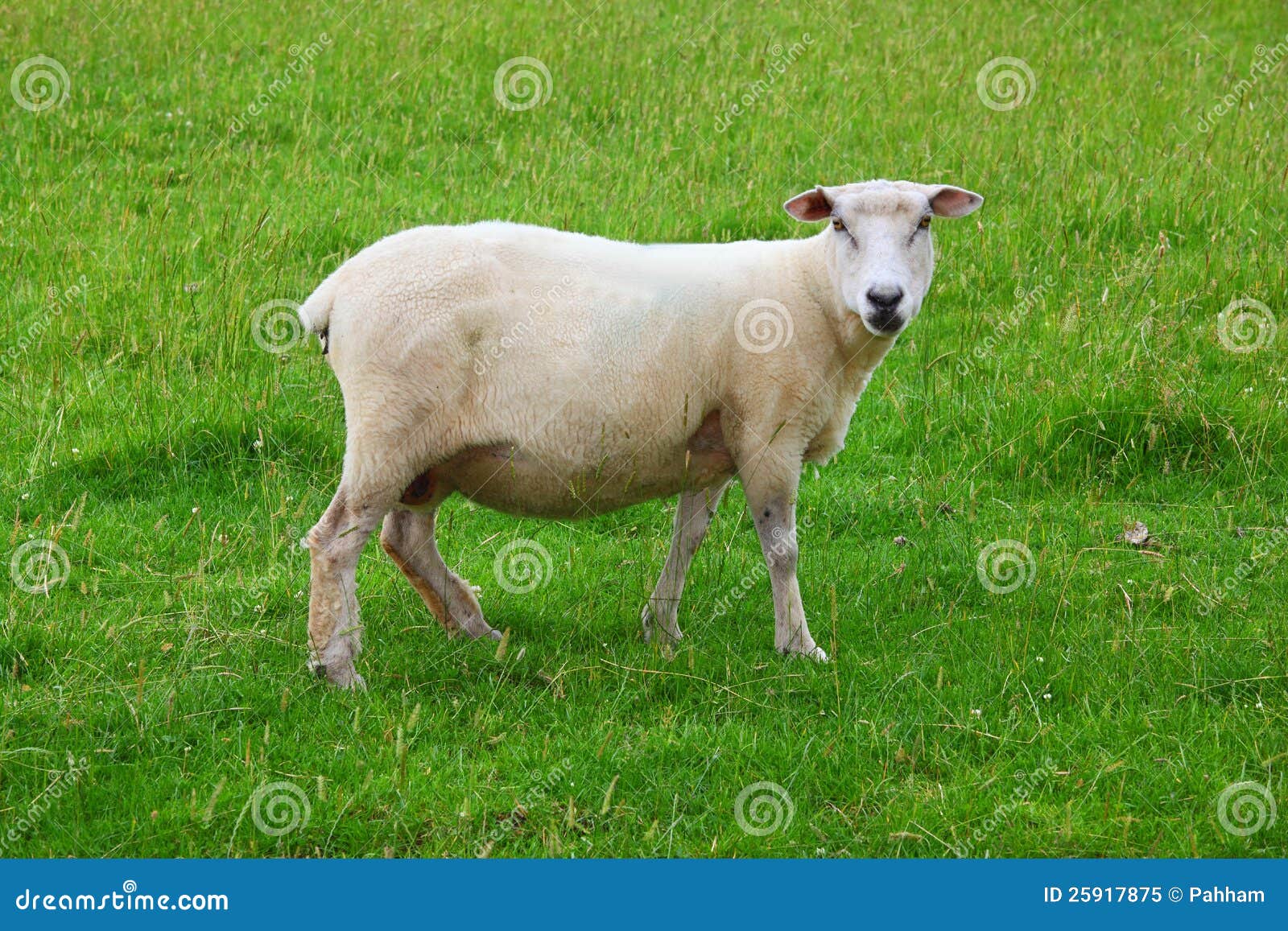 Sheep stock image. Image of friendly, looking, innocent - 25917875