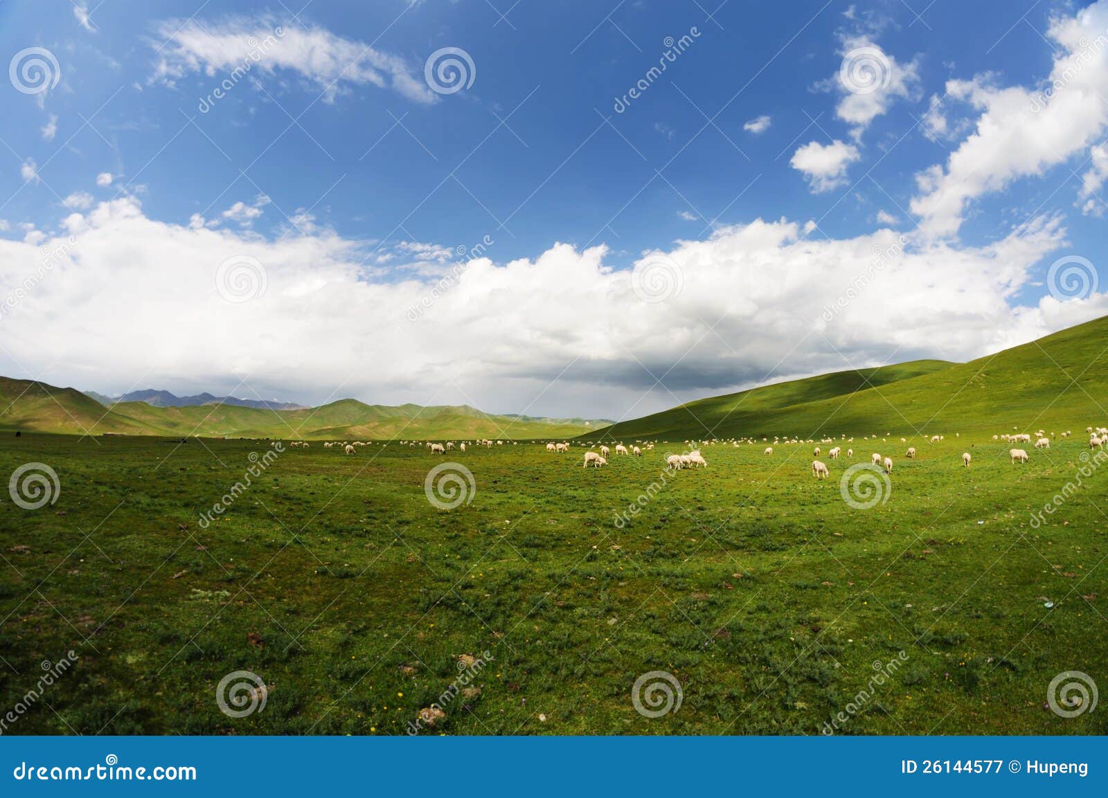 Sheep stock image. Image of group, blue, clouds, agricultural - 26144577