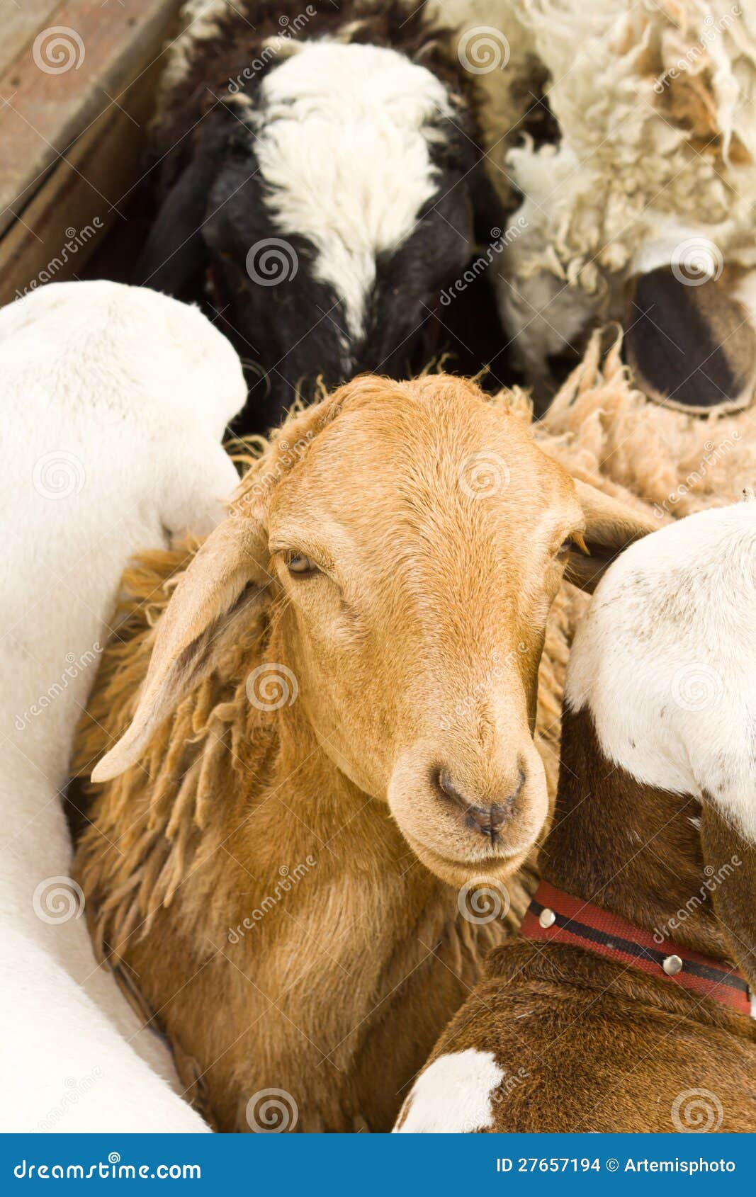 Sheep stock photo. Image of herd, countryside, inquisitive - 27657194