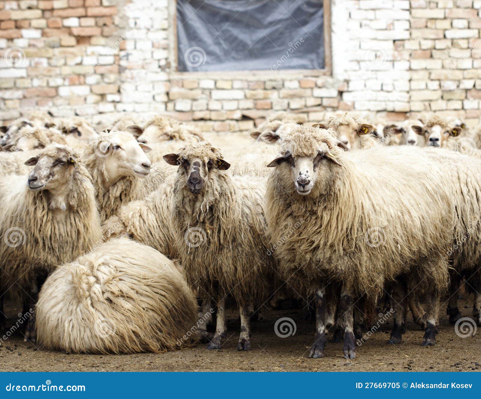 Sheep stock image. Image of stare, sheep, mammal, animal - 27669705