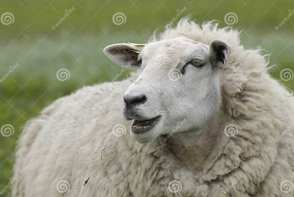 Sheep stock image. Image of graze, fleece, farm, texel - 2832345