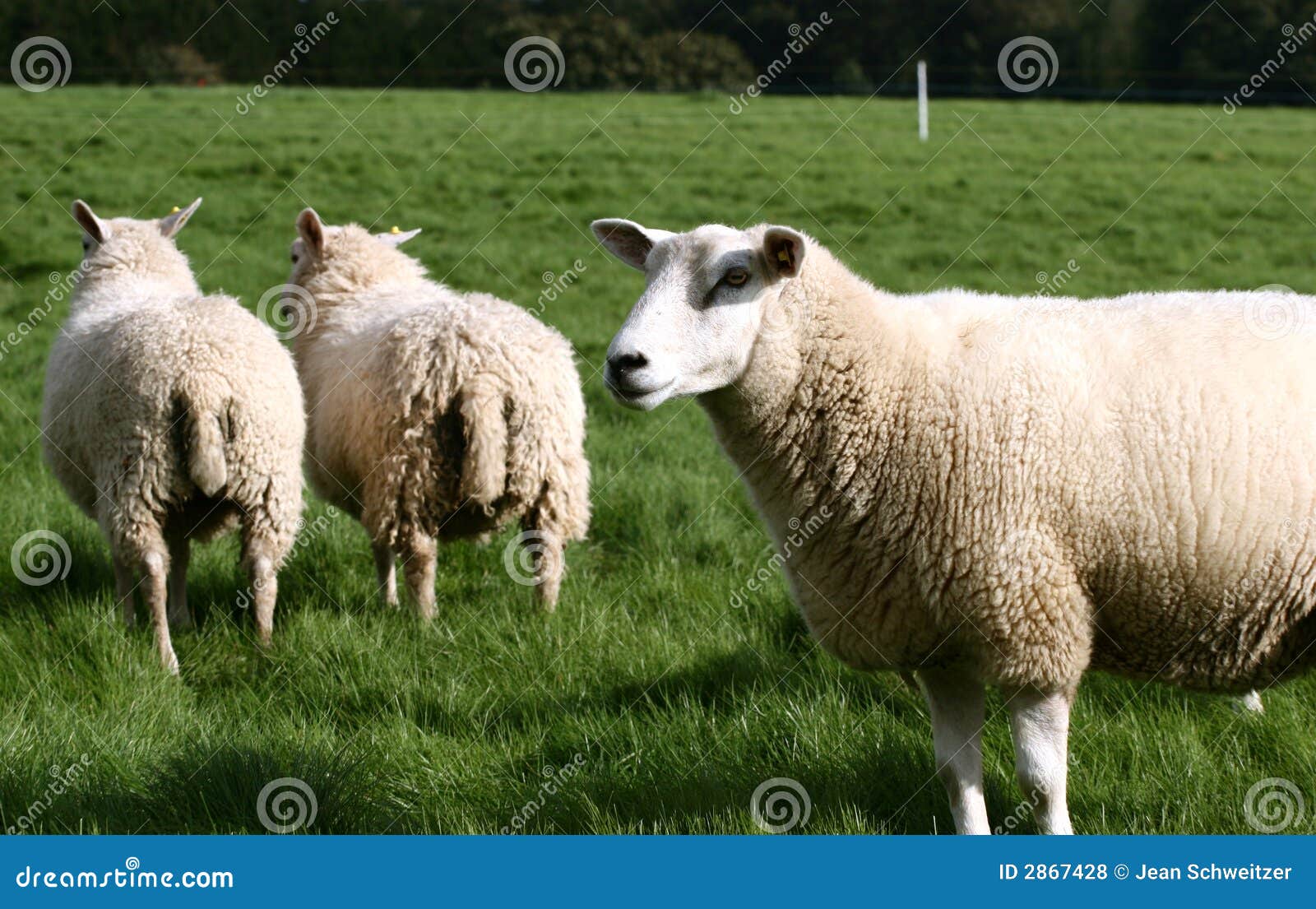 Sheep stock photo. Image of farmland, scandinavia, pattern - 2867428