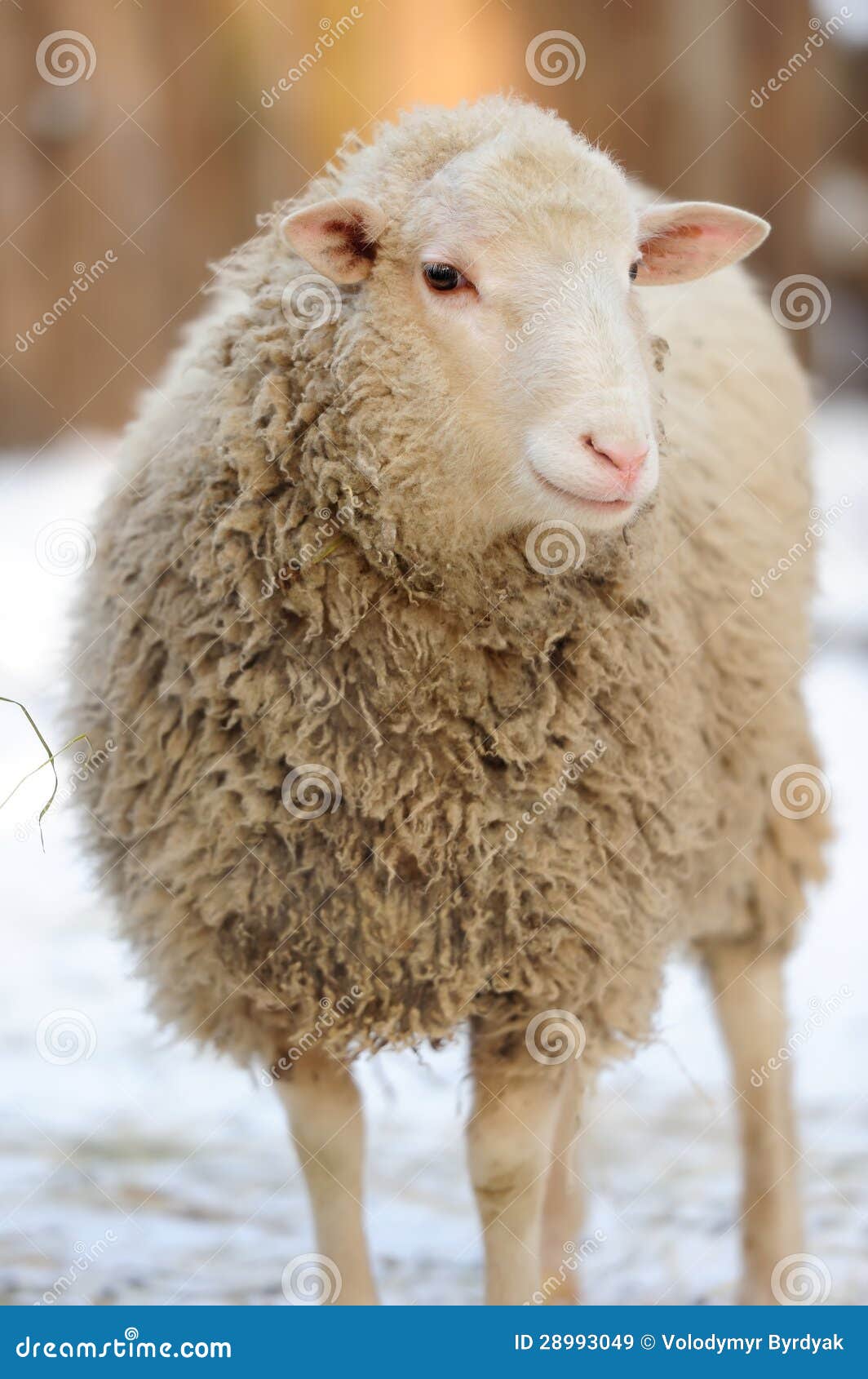 Sheep stock image. Image of sheep, paddock, defiant, ribs - 28993049