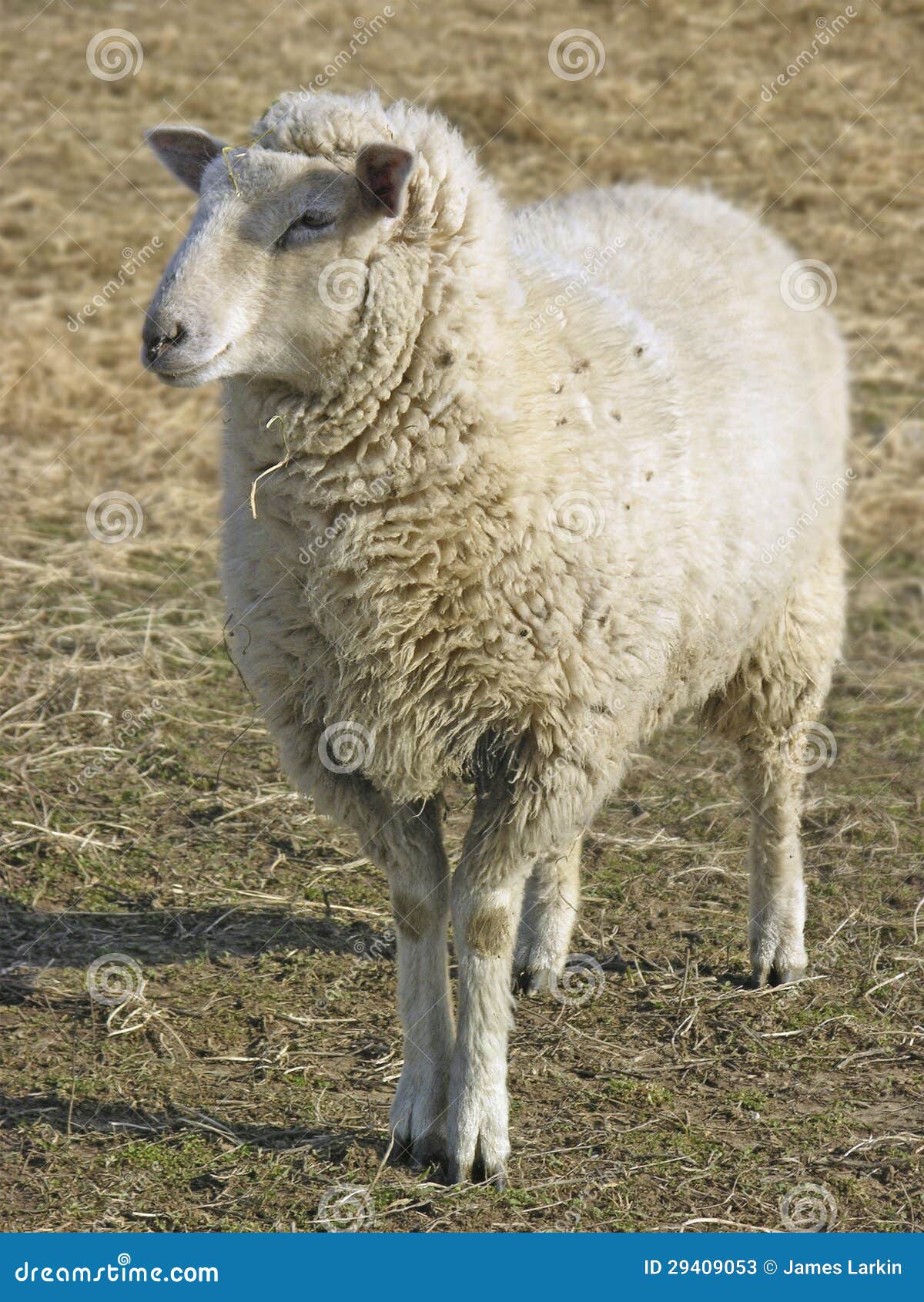 Sheep Picture. Image: 29409053