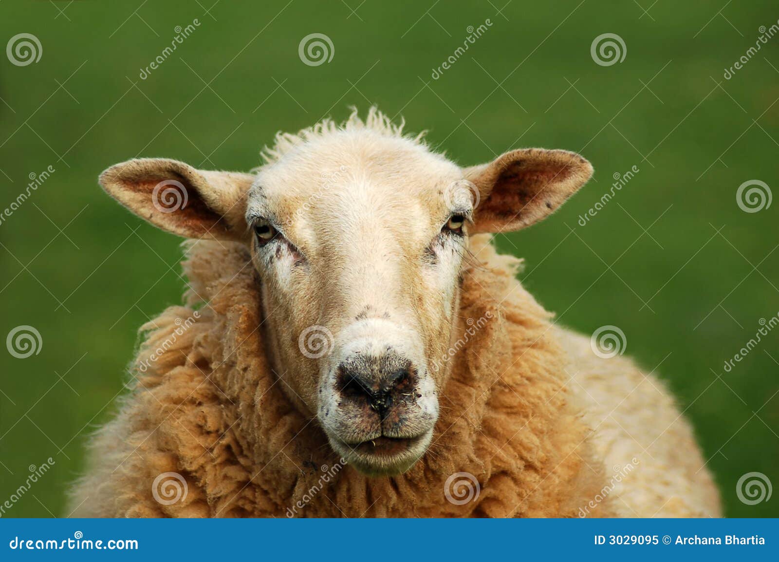 Sheep stock image. Image of head, creature, cattle, domestic - 3029095