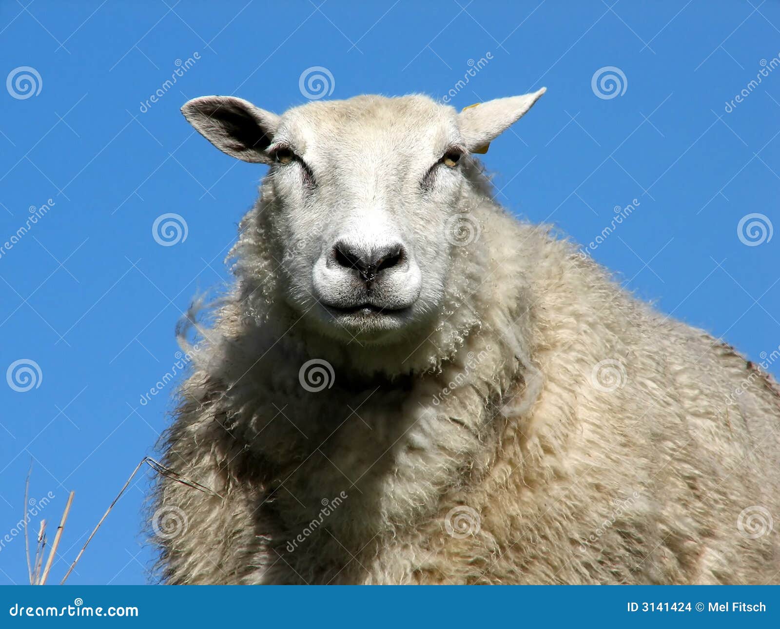 Lone Sheep Close Up Photos - Free & Royalty-Free Stock Photos from ...