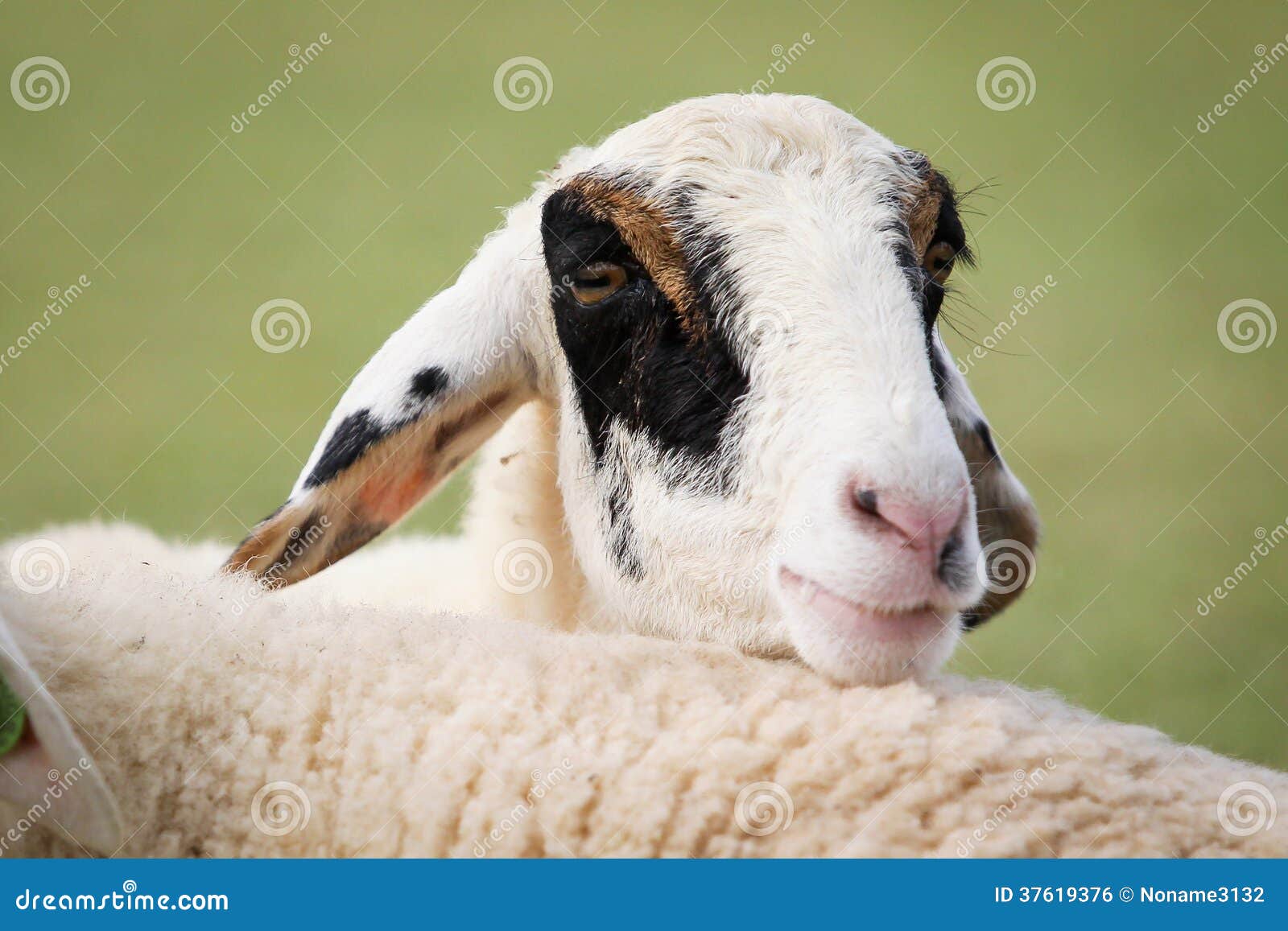 Sheep. stock photo. Image of spring, flock, landscape - 37619376
