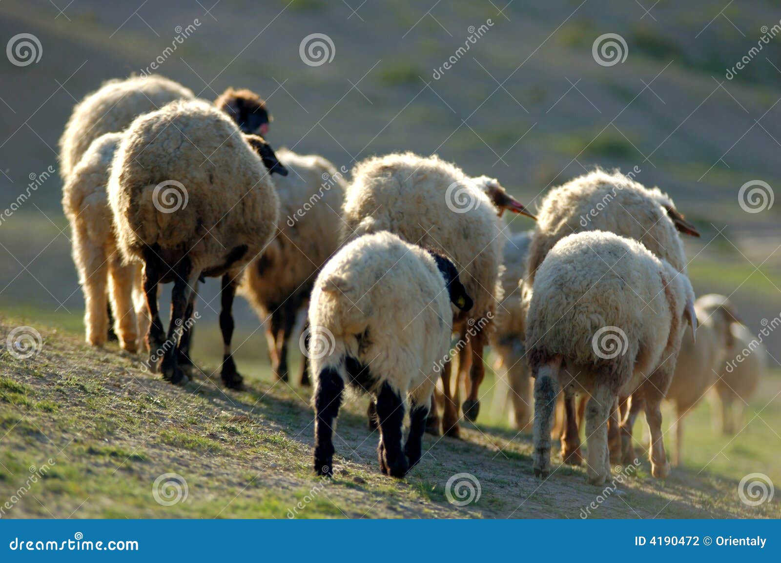 Sheep stock photo. Image of herd, beduine, smoking, sheep - 4190472