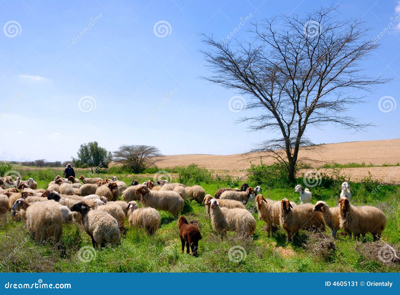 132 Shepherd Leading Sheep Stock Photos - Free & Royalty-Free Stock ...
