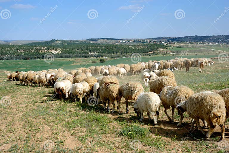 Sheep stock image. Image of agriculture, smoking, sheep - 4726191