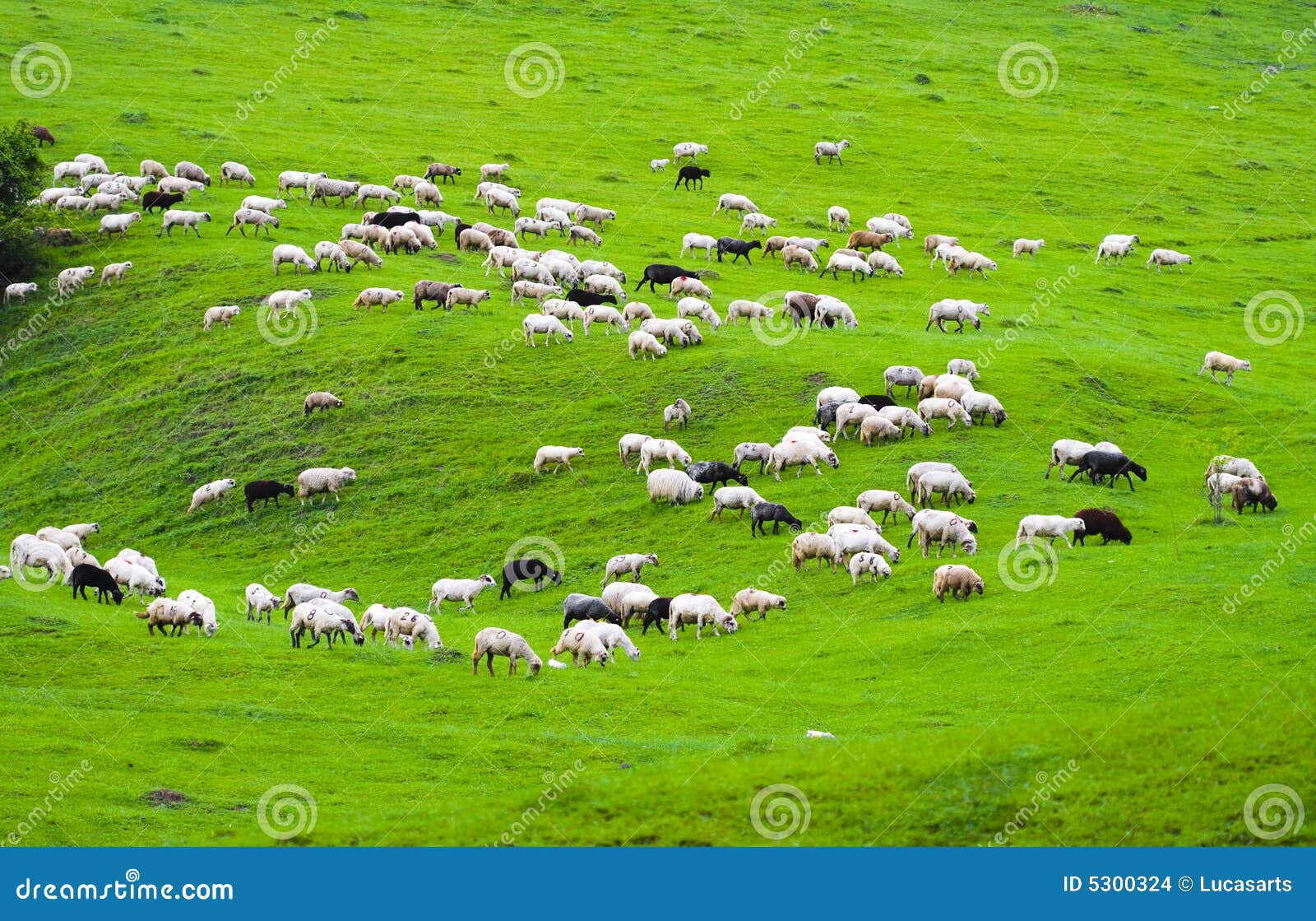 Sheep stock photo. Image of landscaped, environment, freshness - 5300324