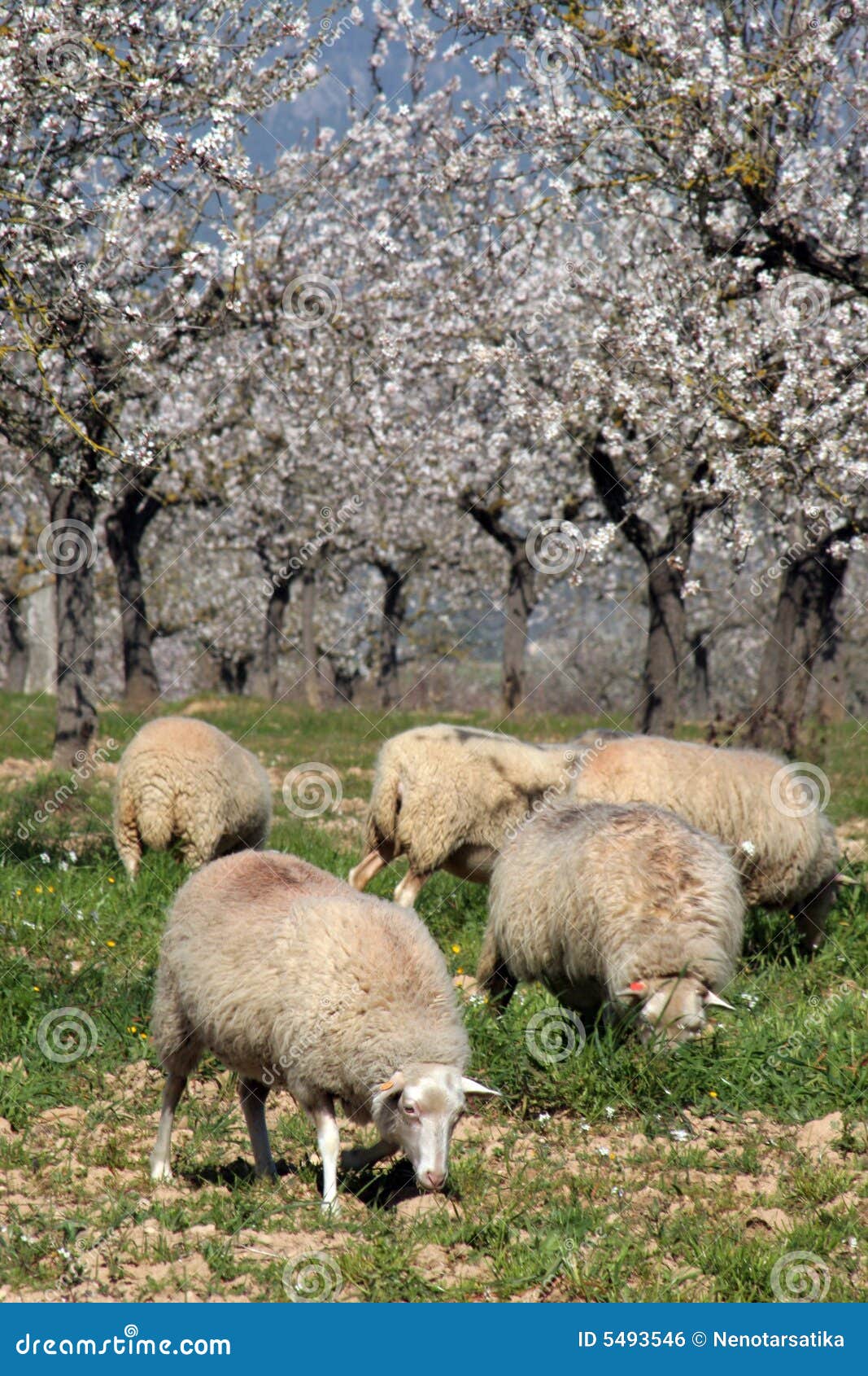 Sheep stock photo. Image of bloosoms, herd, field, almond - 5493546