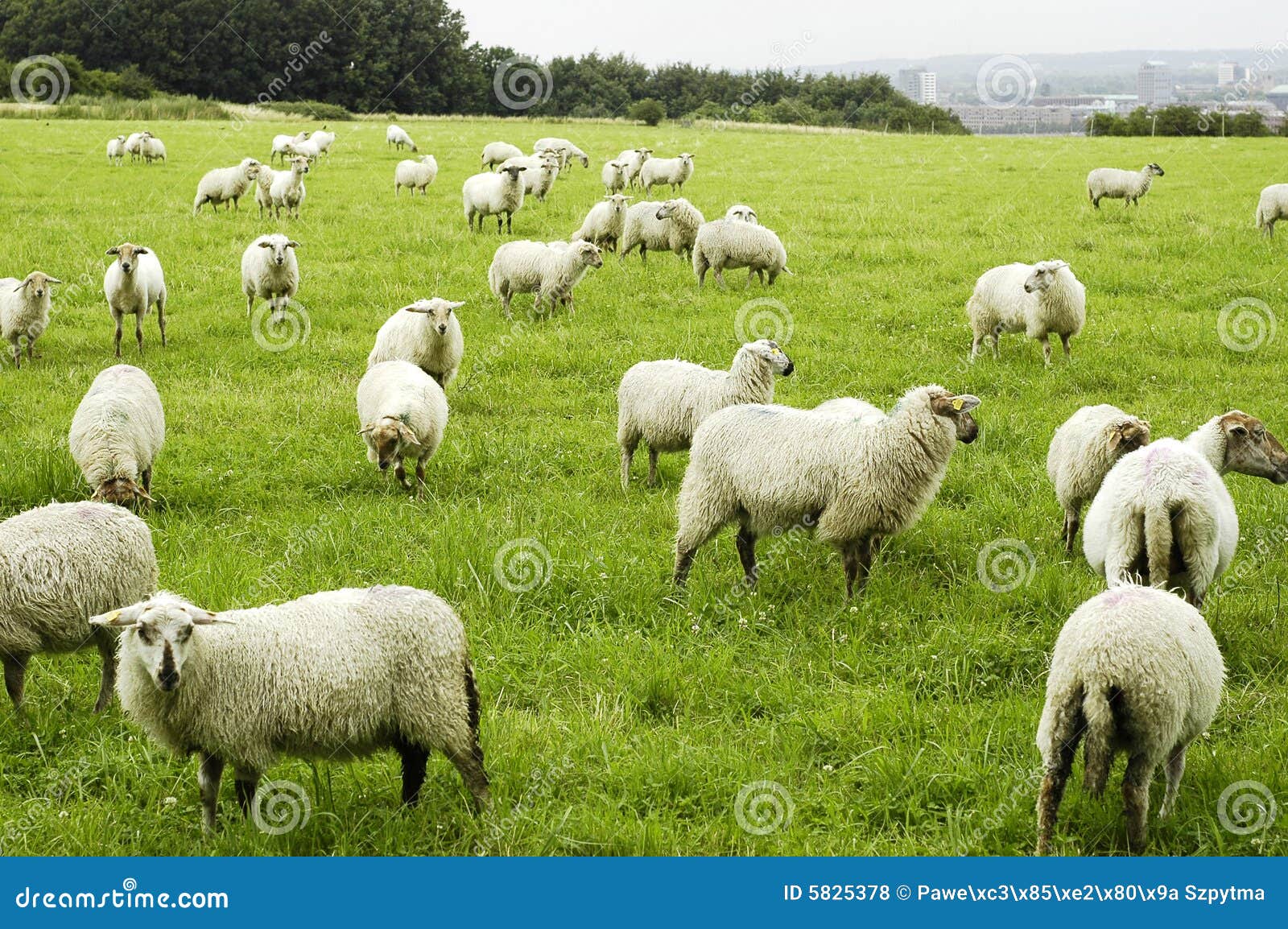 Sheep stock photo. Image of hill, animal, high, cattle - 5825378