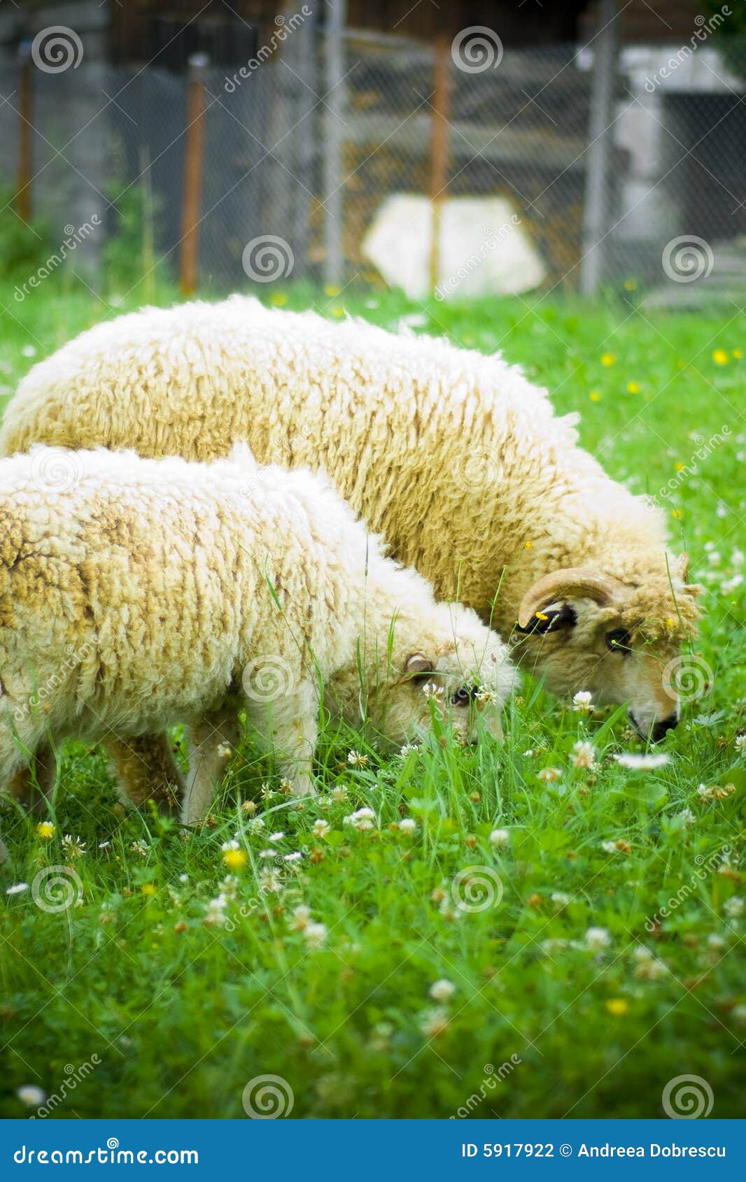 Sheep stock photo. Image of graze, mammal, sheep, stand - 5917922