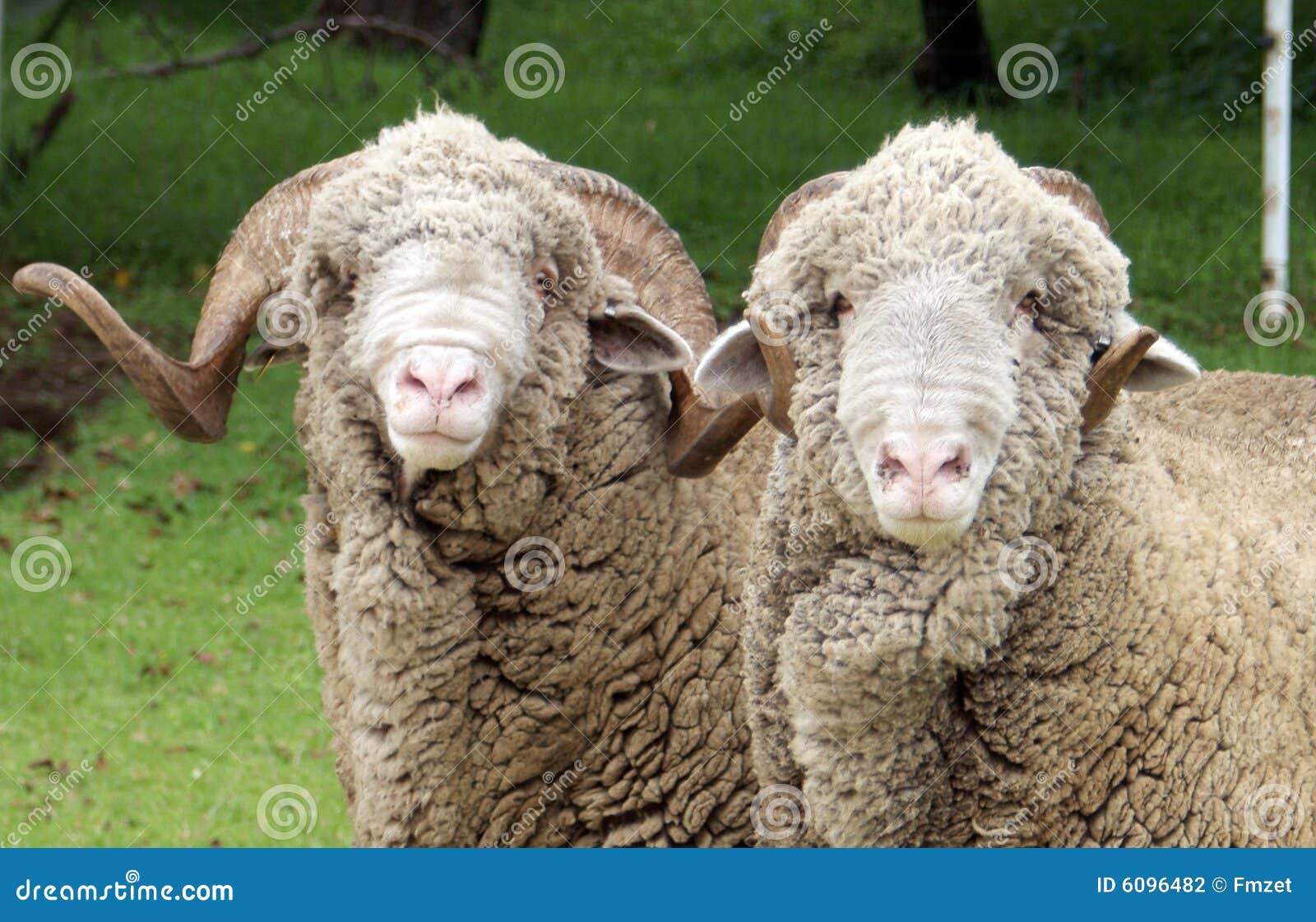 Rambouillet Sheep Behaviors