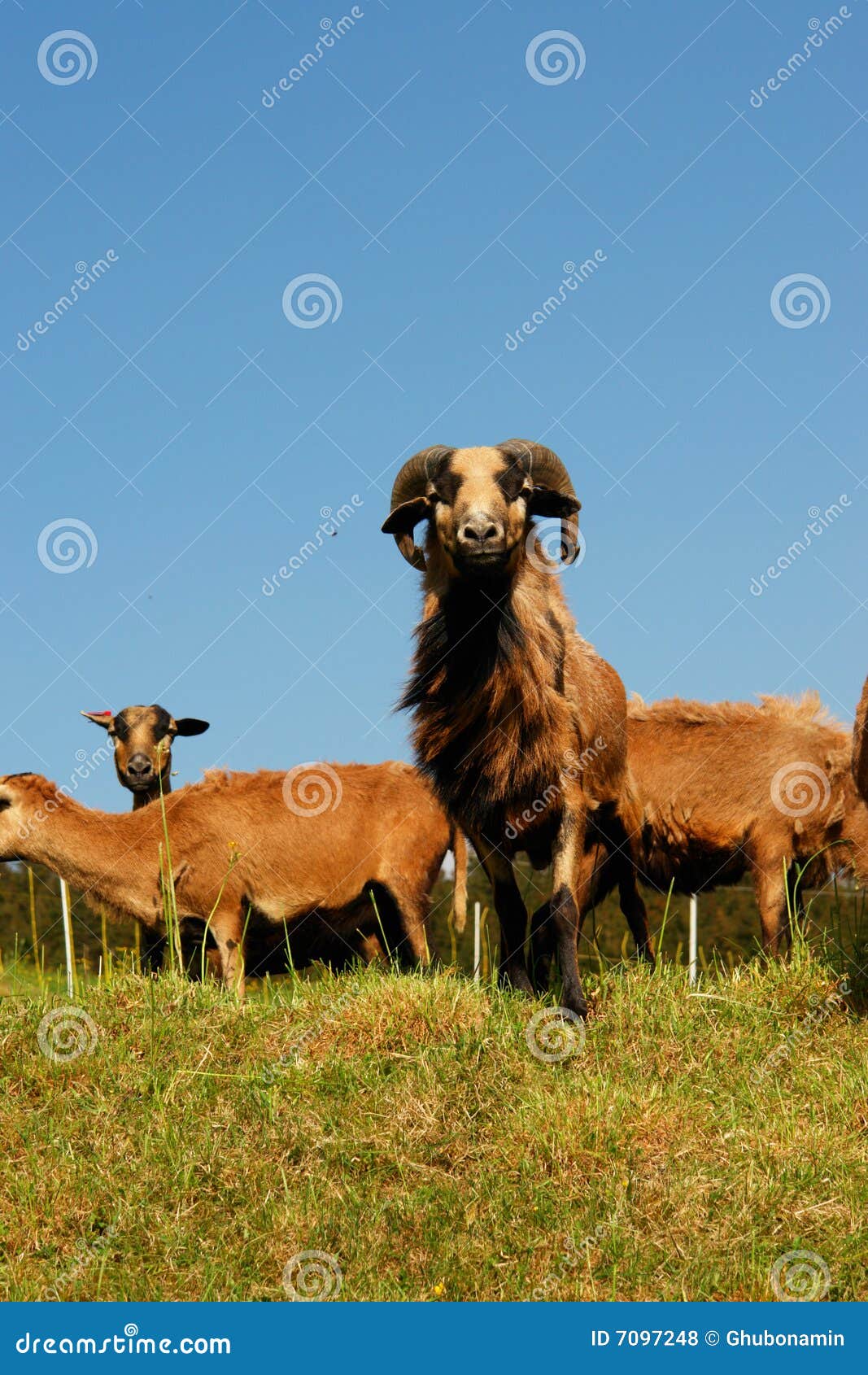 Sheep stock photo. Image of meadow, domestic, agriculture - 7097248