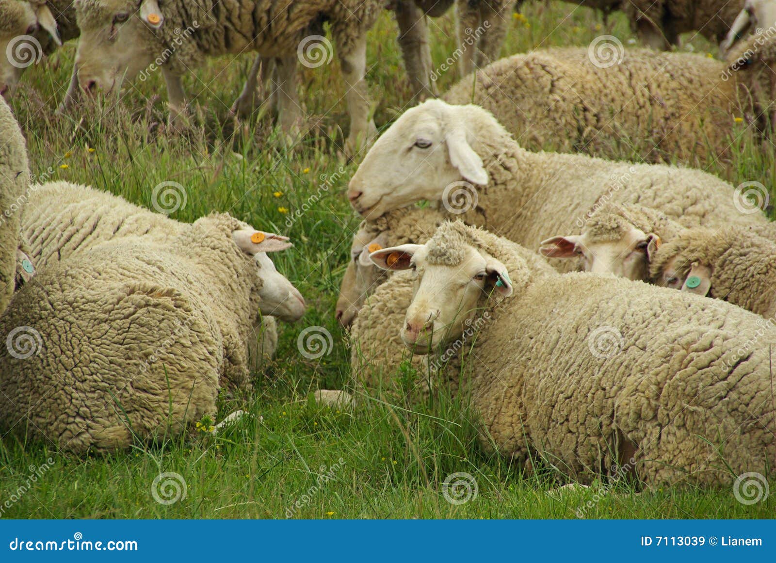 Sheep stock image. Image of natural, ears, farm, livestock - 7113039