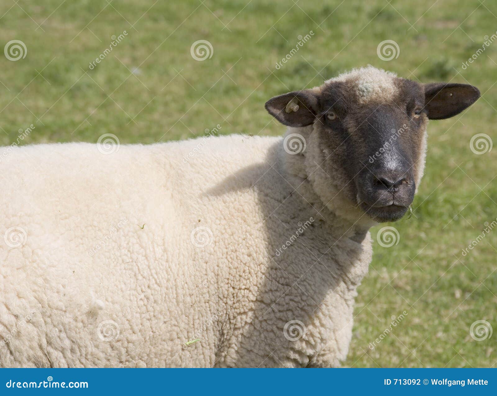 Sheep Picture. Image: 713092