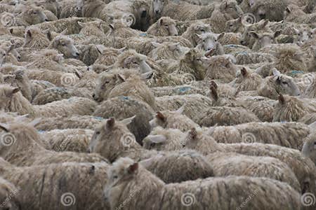 Sheep stock photo. Image of grey, farming, spring, hobbit - 722386