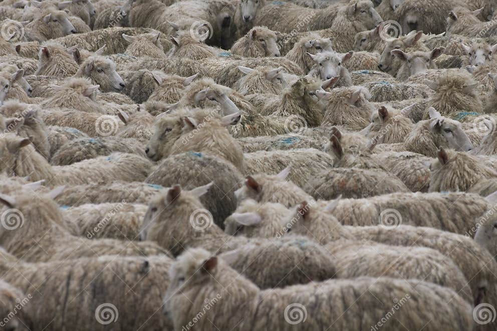 Sheep stock photo. Image of grey, farming, spring, hobbit - 722386