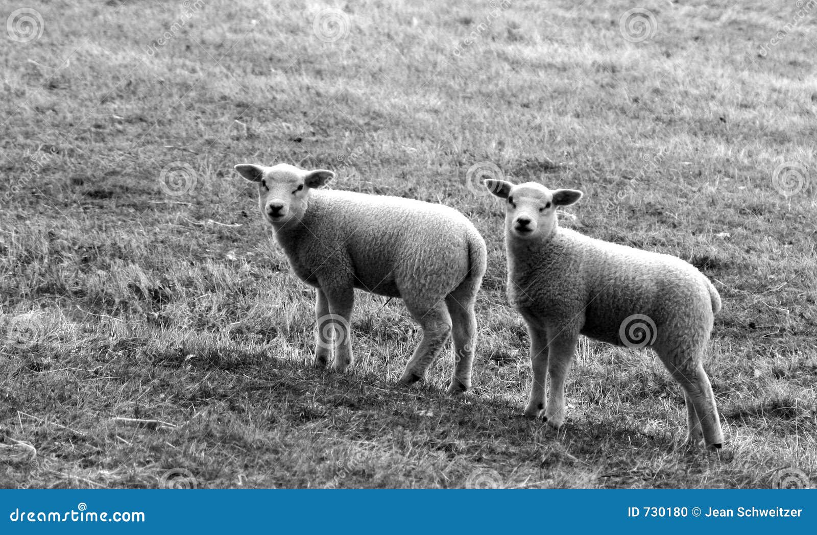 Sheep stock photo. Image of head, sheeps, face, agriculture - 730180