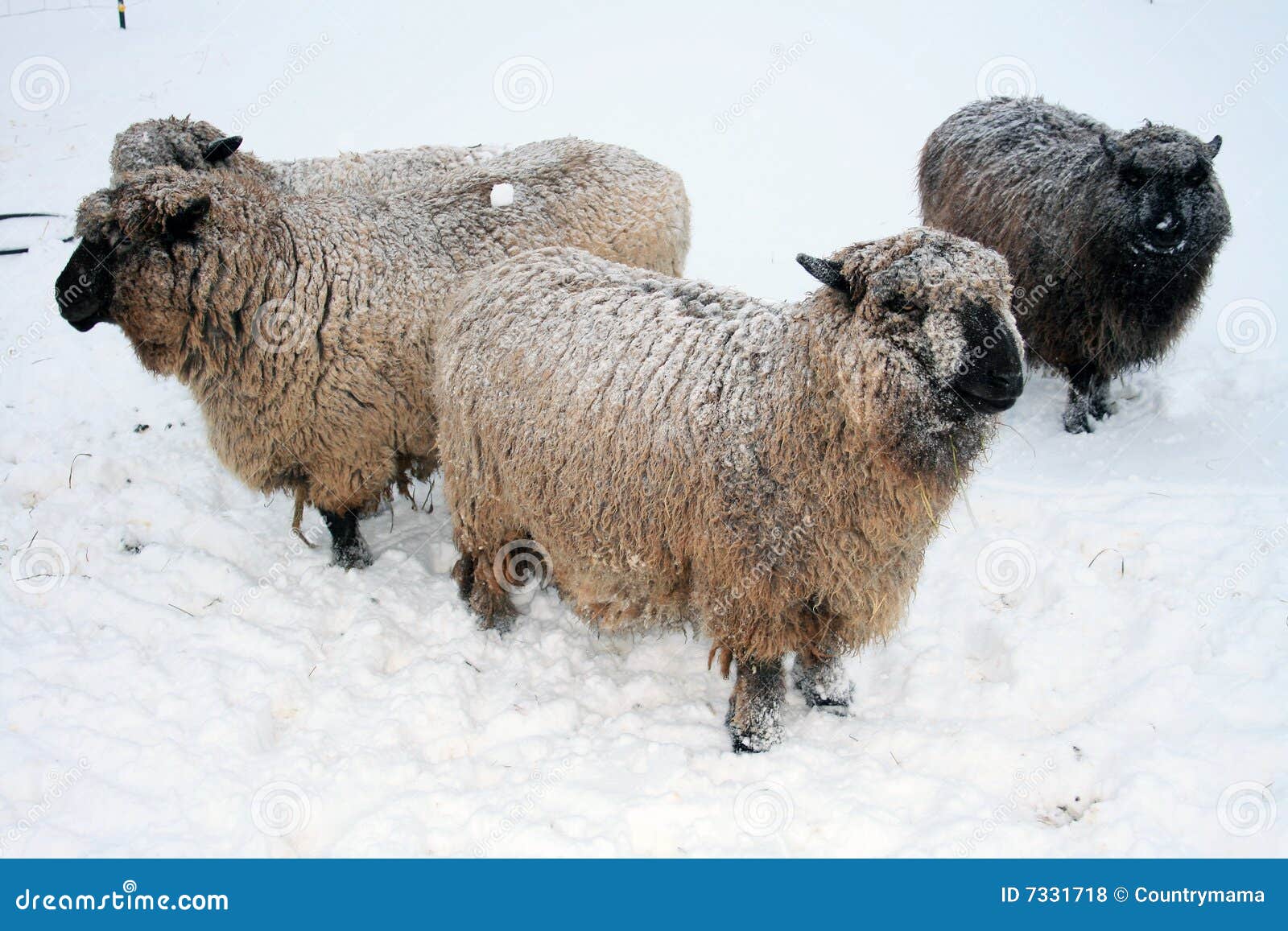 Sheep stock photo. Image of frigid, rugged, animals, cold - 7331718
