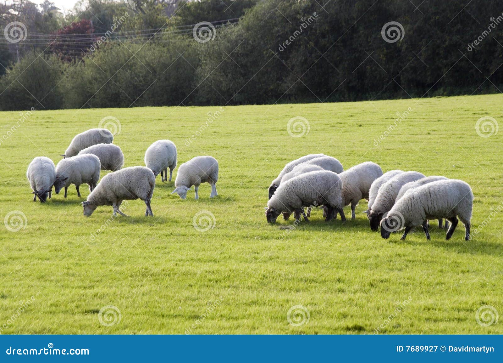Sheep stock image. Image of herd, land, livestock, animal - 7689927