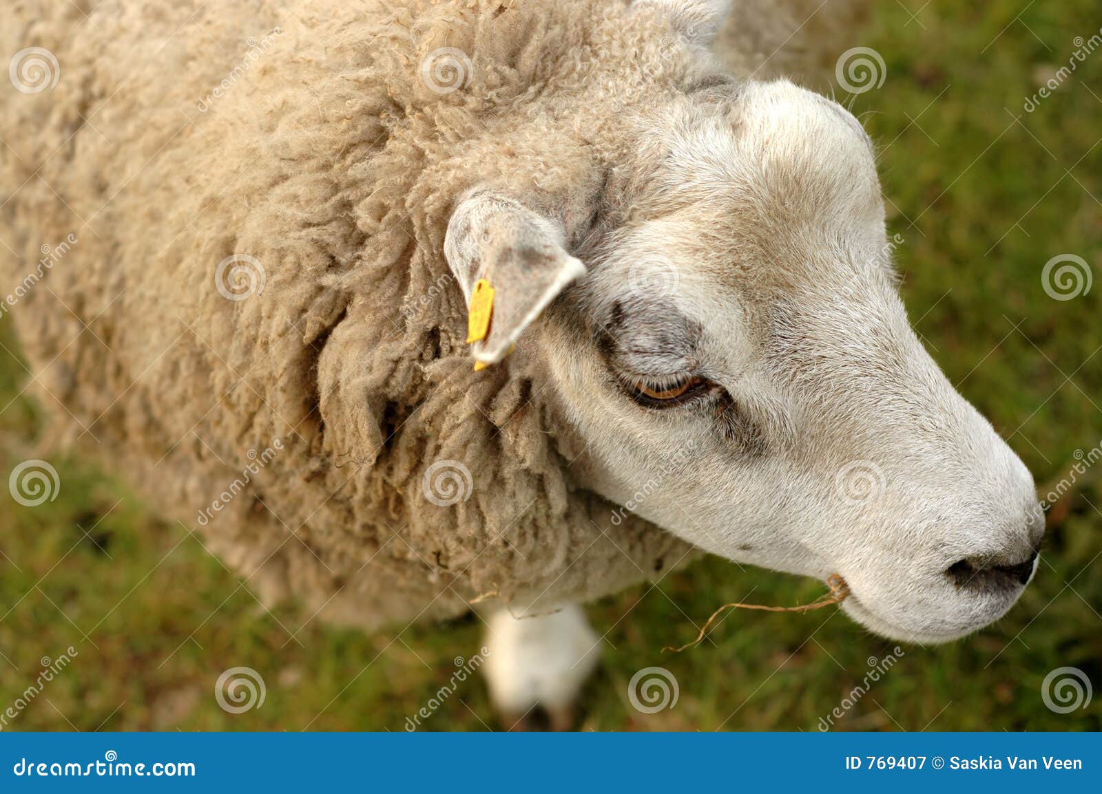 Sheep stock image. Image of yellow, farm, sheep, brown - 769407