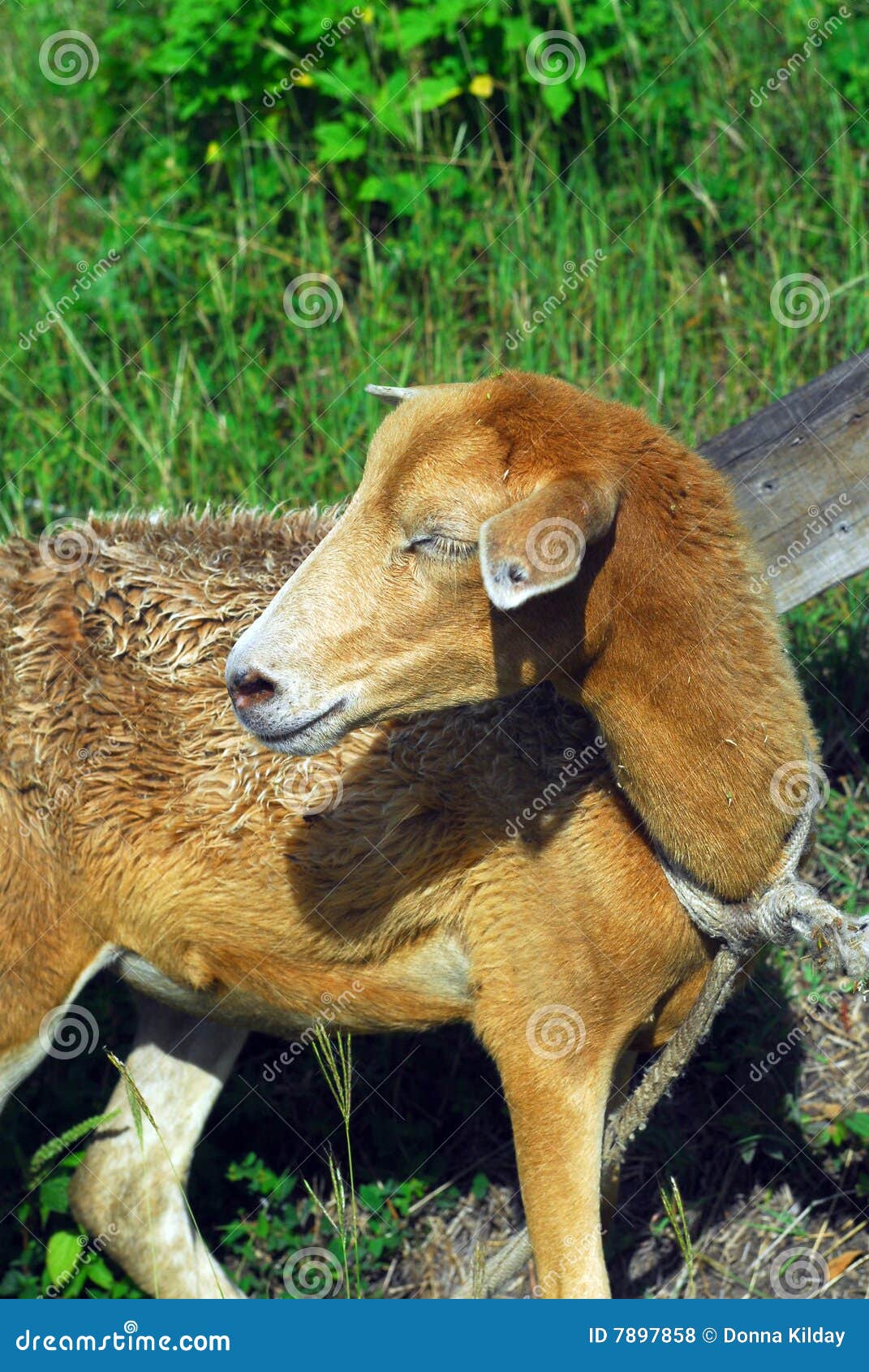 Sheep stock photo. Image of neck, weathered, bush, rope - 7897858