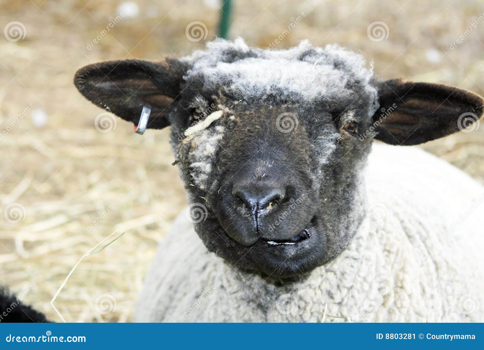 Sheep stock image. Image of farm, happy, smile, crooked - 8803281