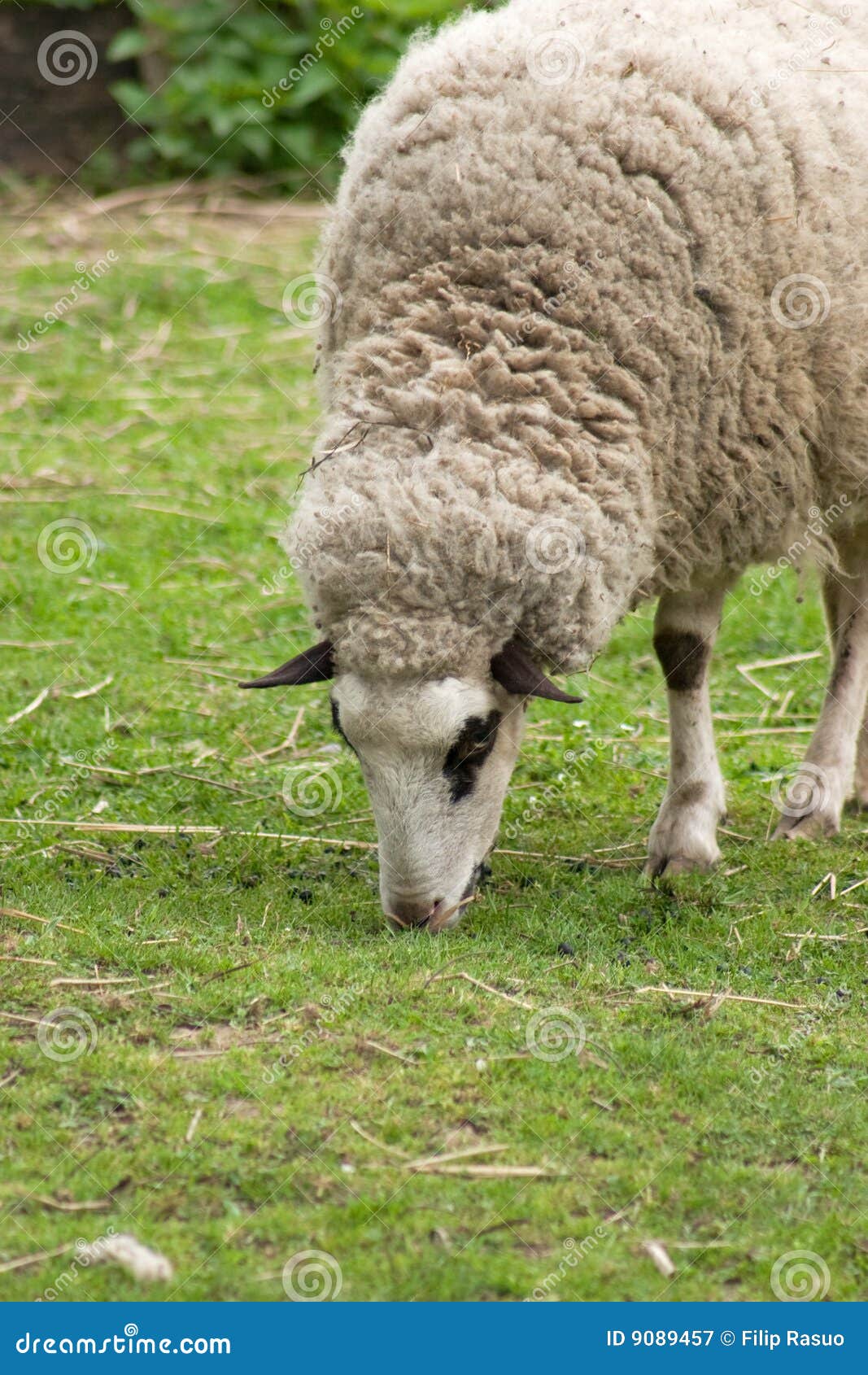 Sheep stock image. Image of adult, grass, sheep, feed - 9089457