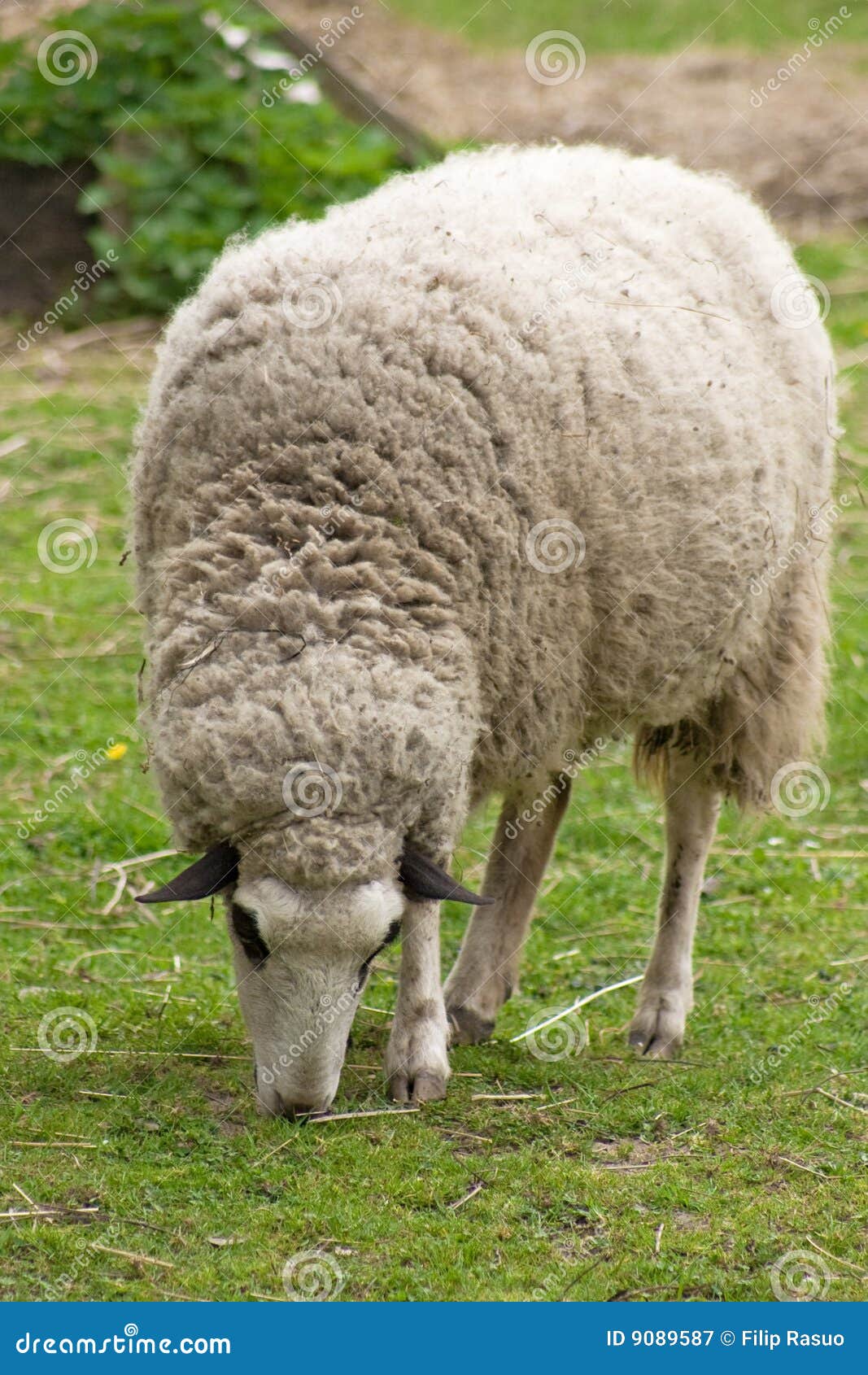 Sheep stock image. Image of offspring, nature, springtime - 9089587