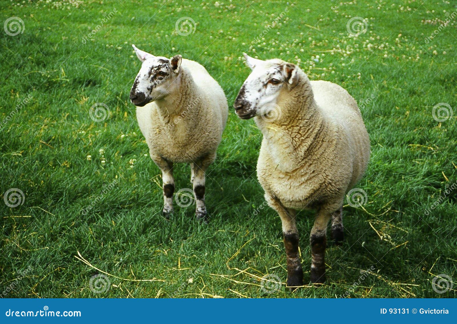 Sheep stock image. Image of sister, attention, posing, grass - 93131