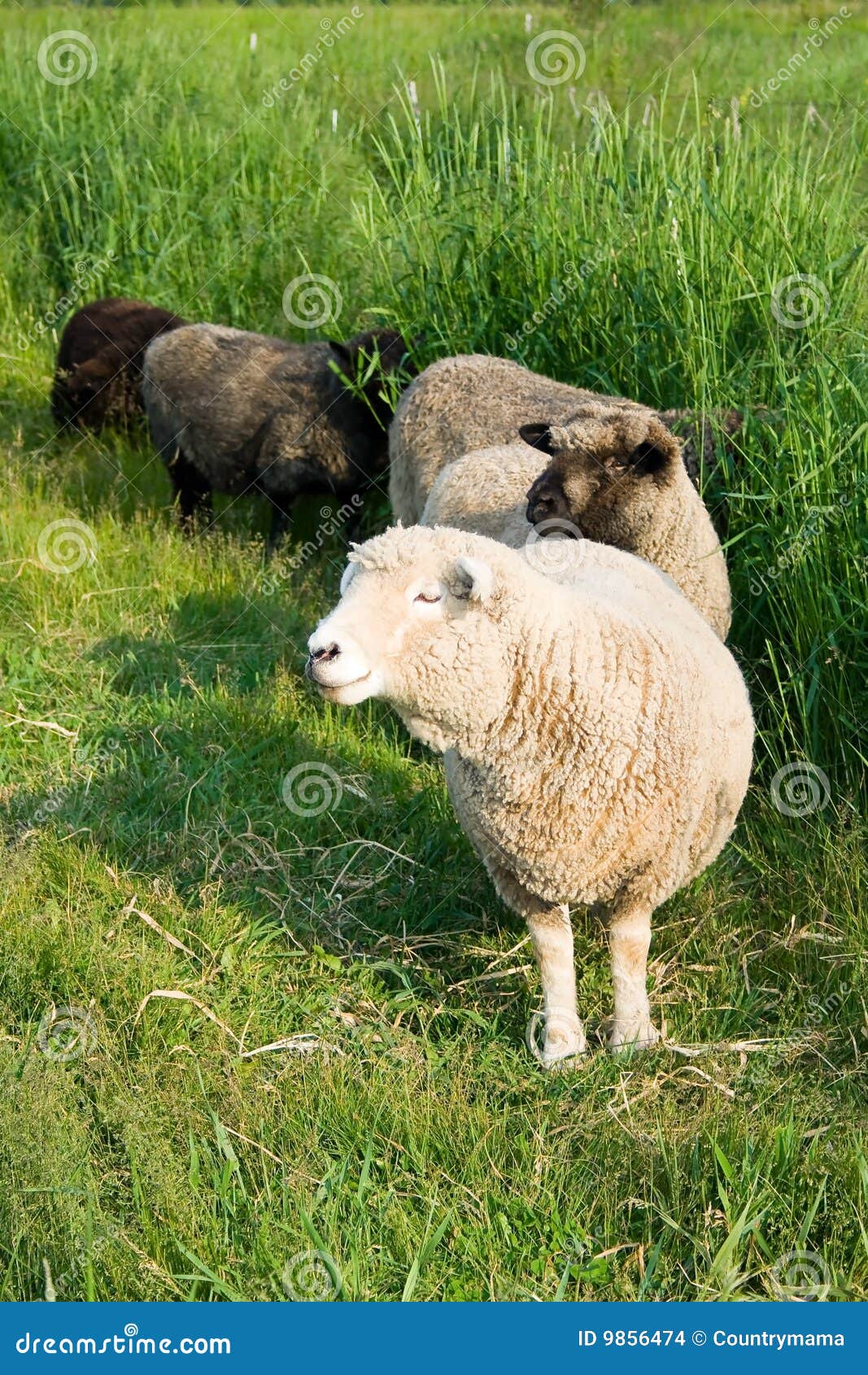 Four Sheep Eating Grass Stock Photos - Free & Royalty-Free Stock Photos ...