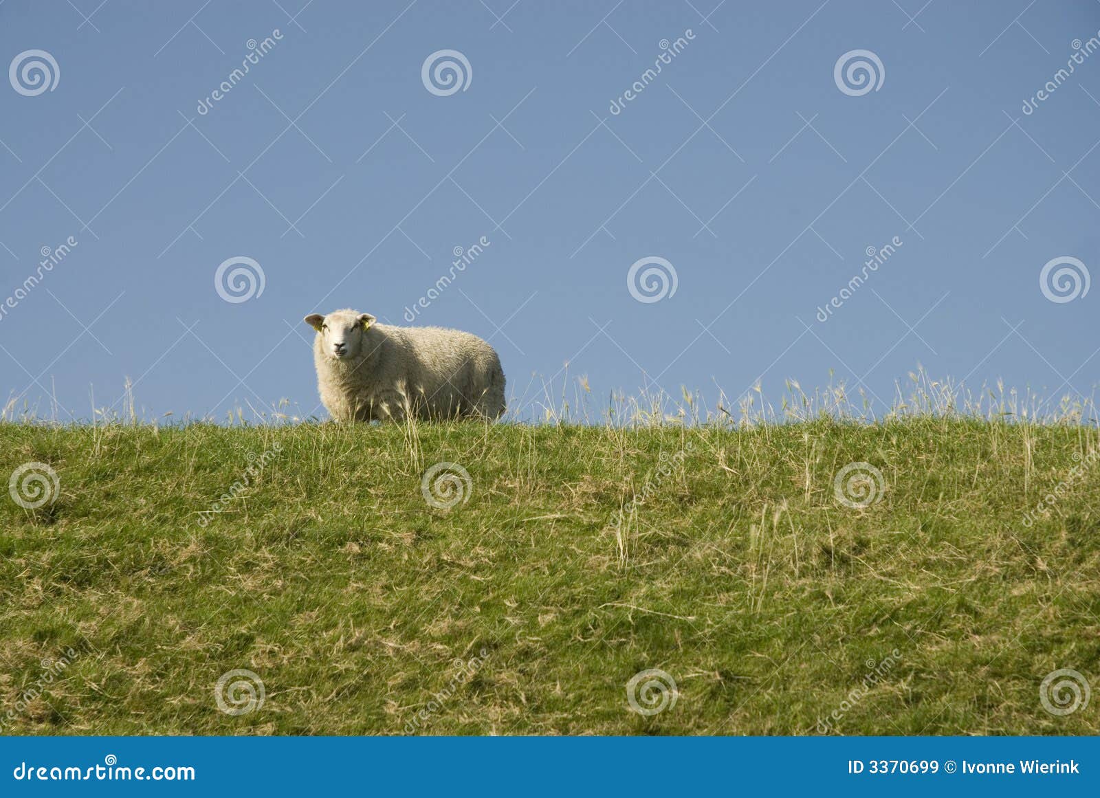 Sheep above on the stock image. Image of labels, nature - 3370699