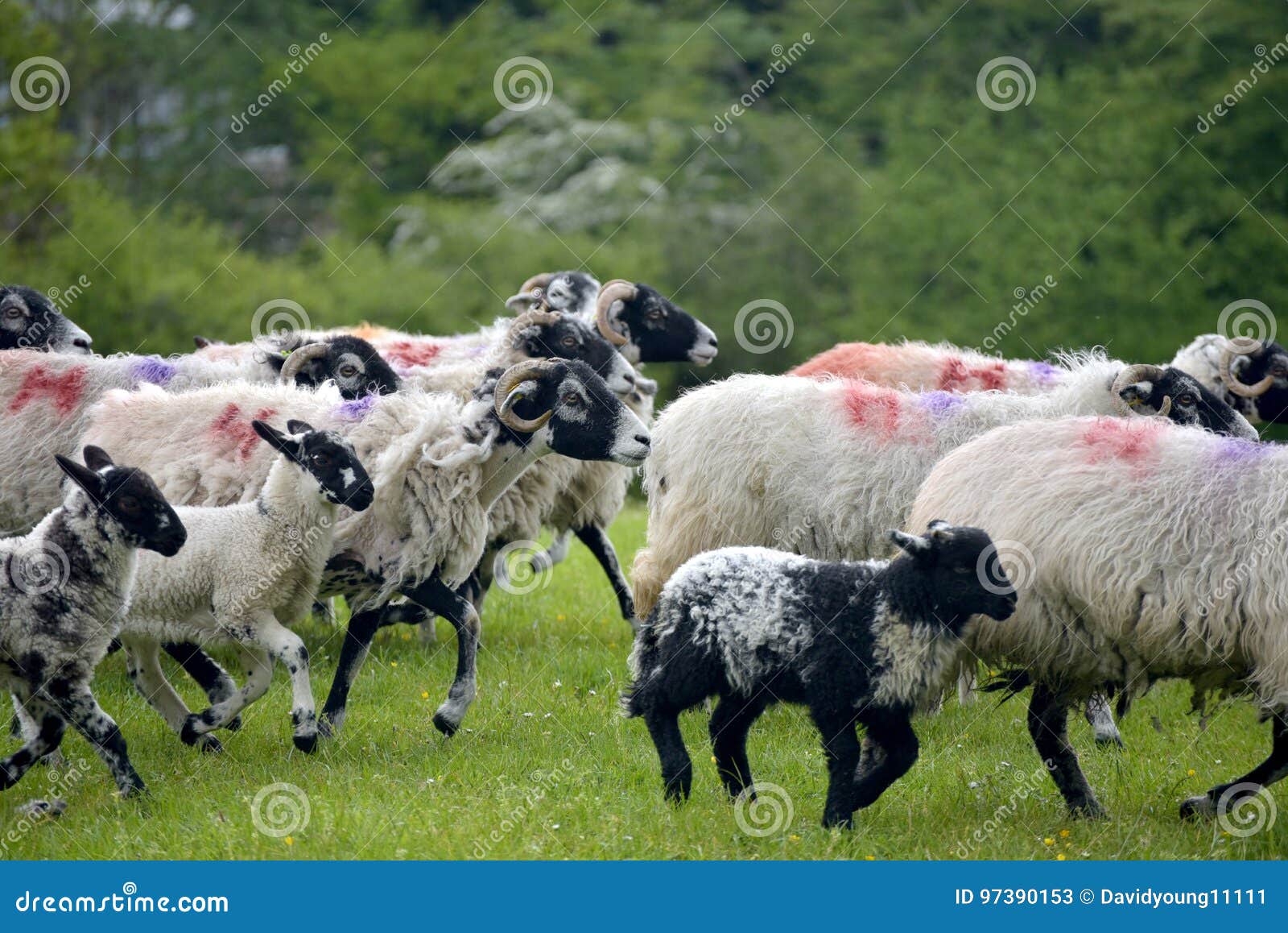 Sheep above Windermere stock image. Image of tourism - 97390153