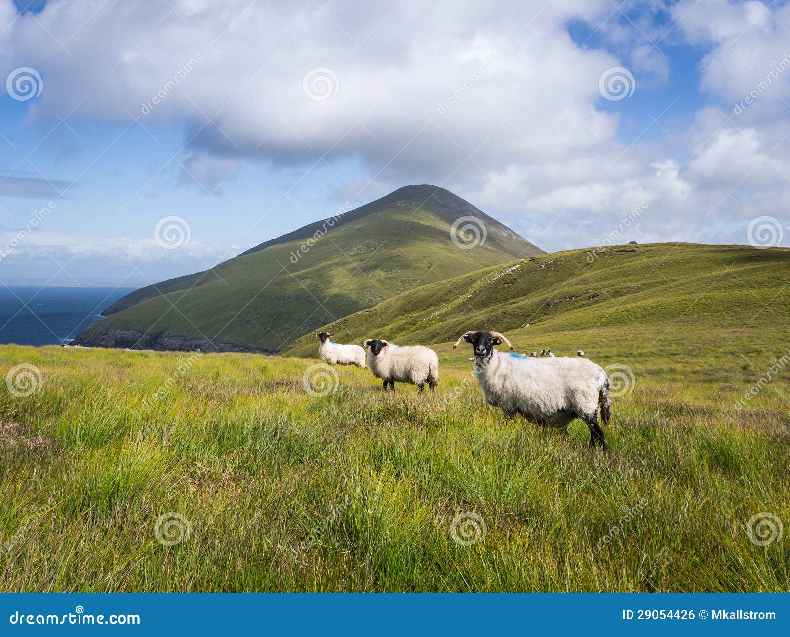 Sheep on Achill Island, Ireland Stock Photo - Image of rural, nature ...