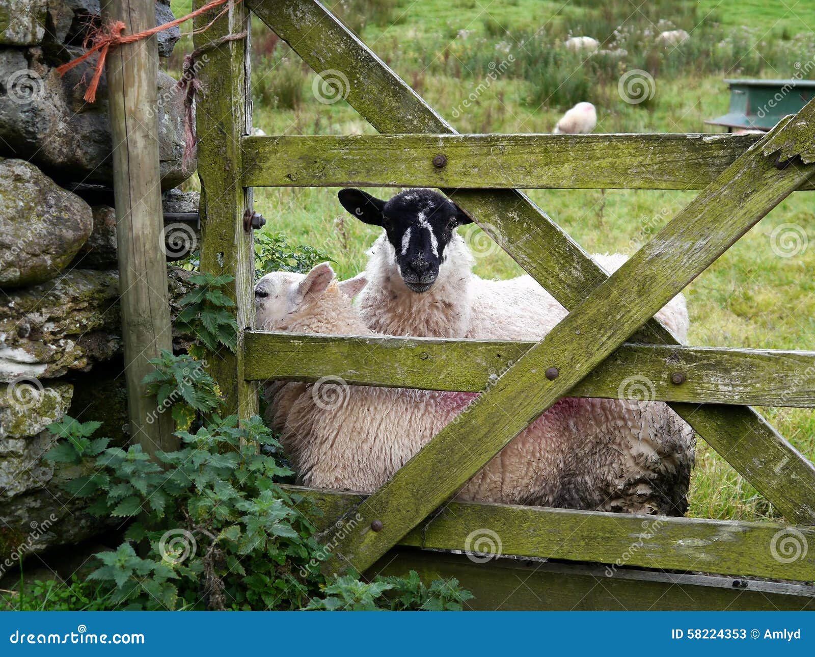 Sheep against gate stock image. Image of love, parent - 58224353