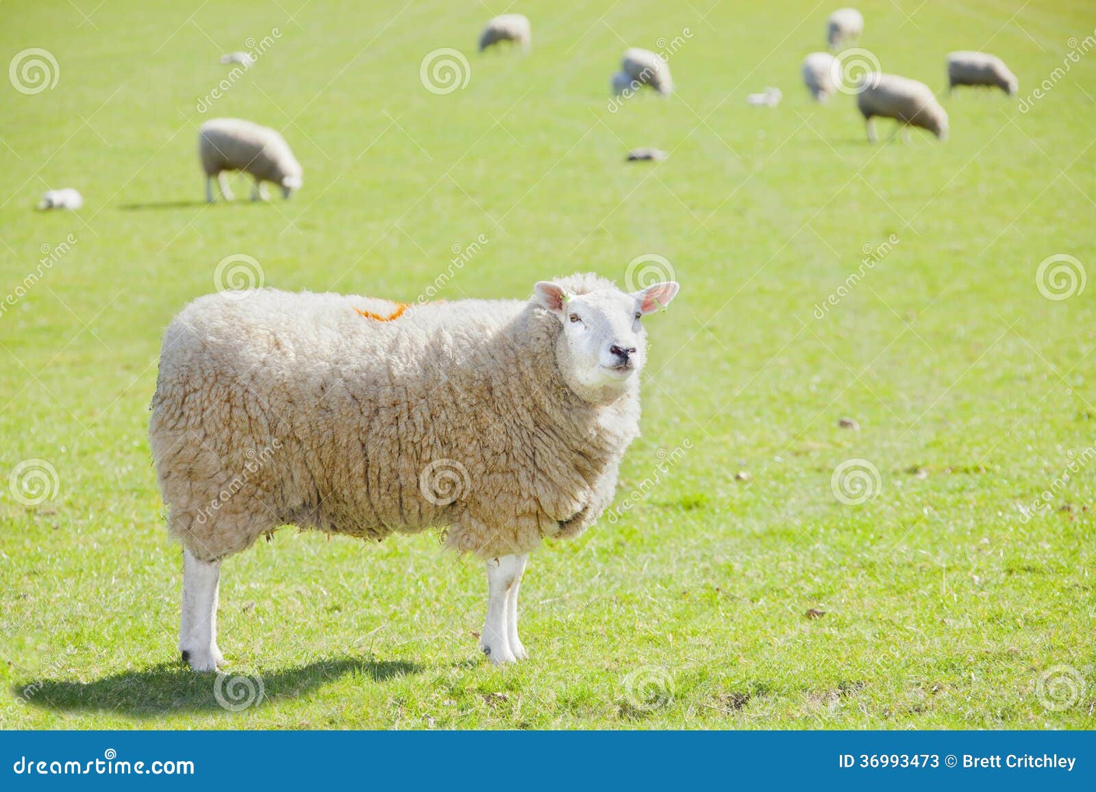 Sheep agriculture stock image. Image of farmers, thick - 36993473