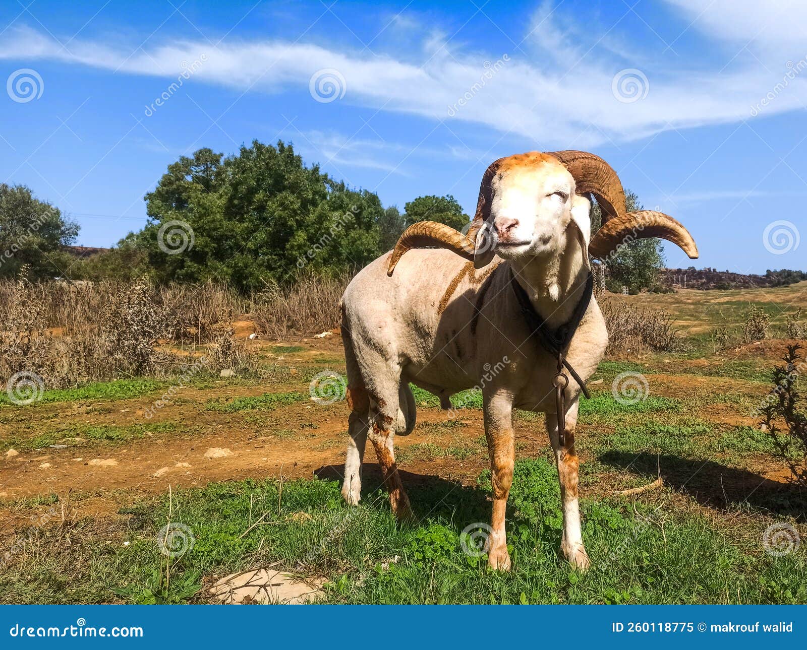 A Sheep of an Algerian Breed is Grazing on the Farm Stock Image - Image ...
