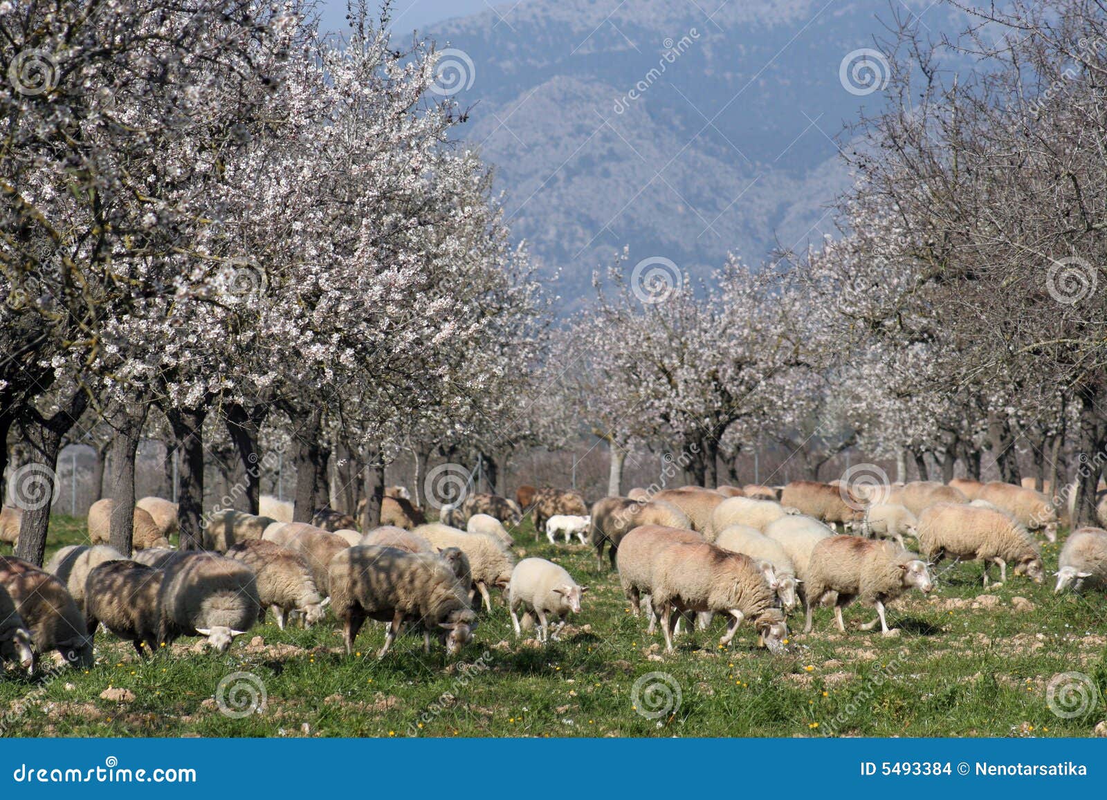 Sheep and almond trees stock photo. Image of grass, feeding - 5493384