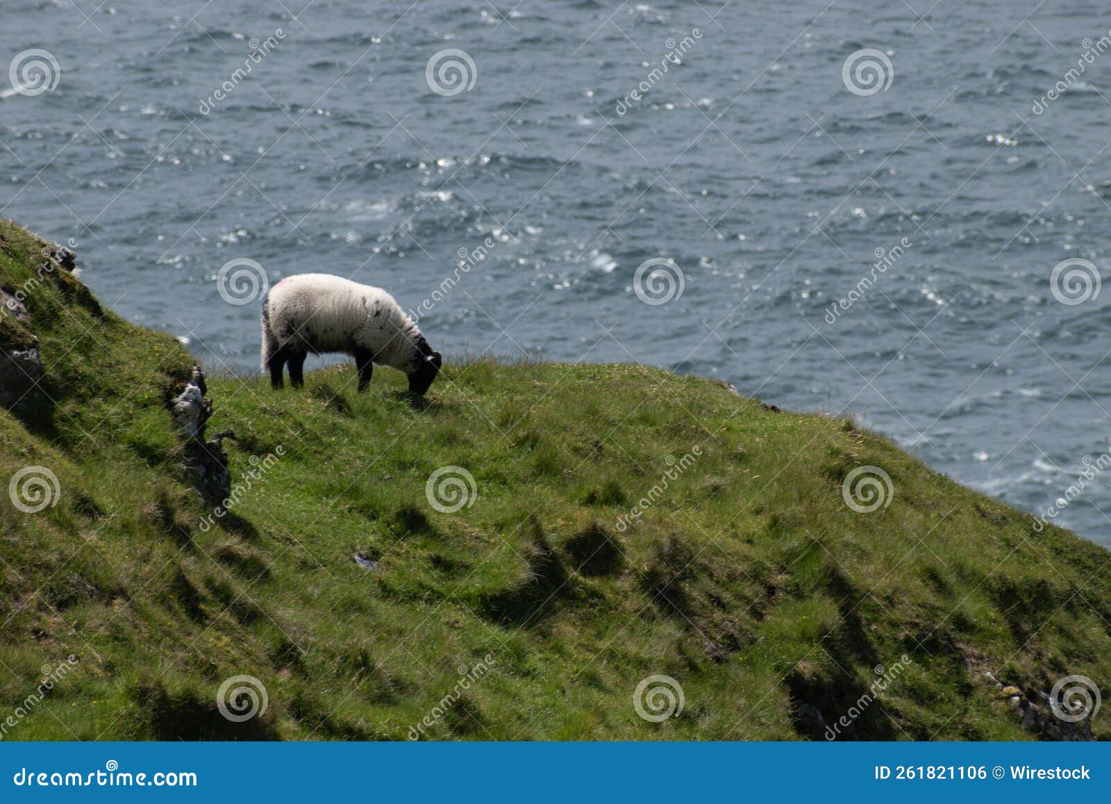 Sheep Alone Eating Grass on a Cliff Near the Sea Stock Photo - Image of ...